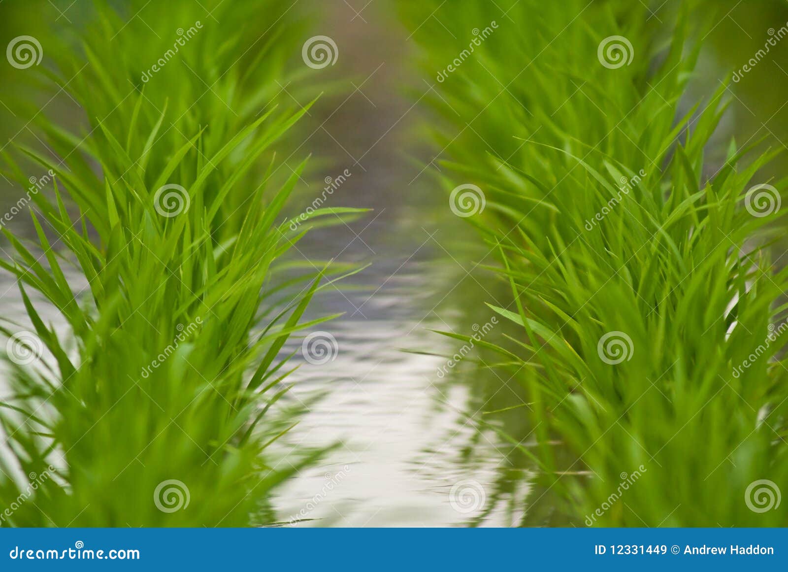 Two lines of rice plants stock image. Image of travel - 12331449