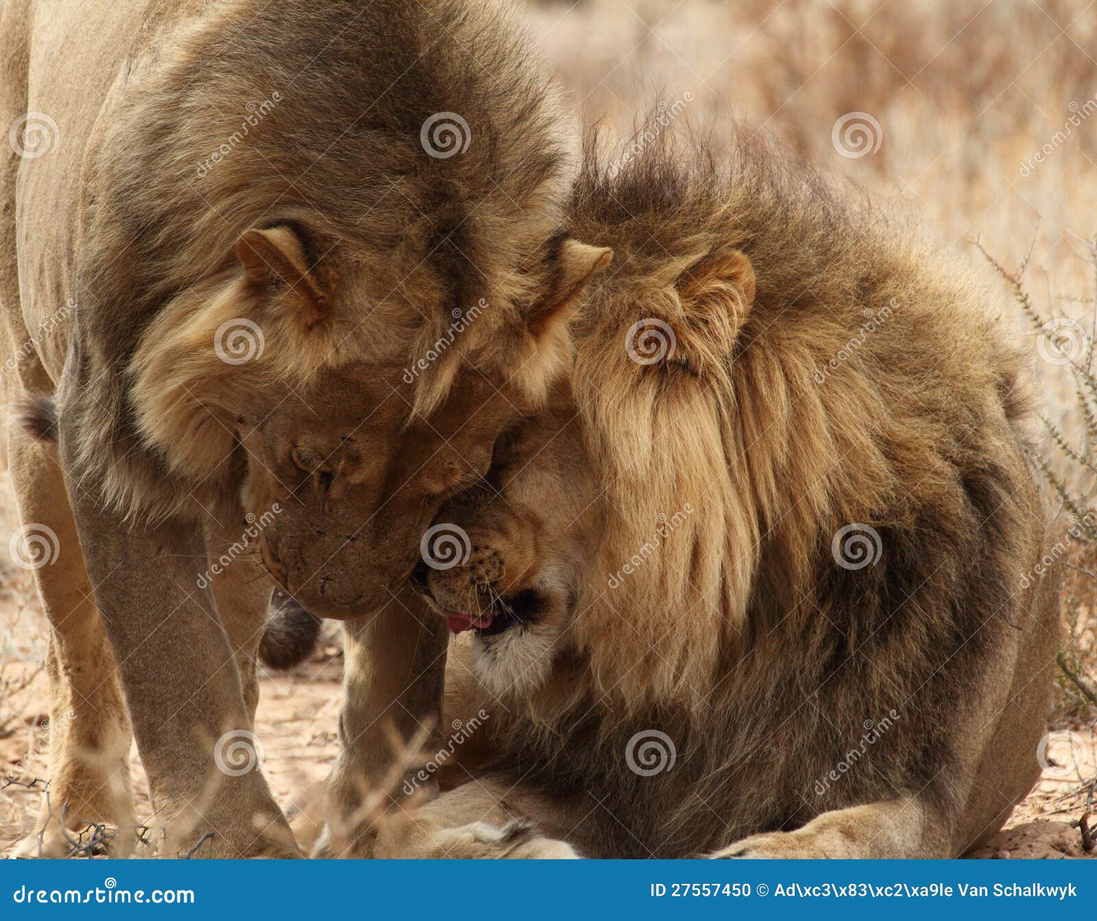 Two Lion Brothers In The Kgaligadi 7 Stock Photo - Image: 27557450