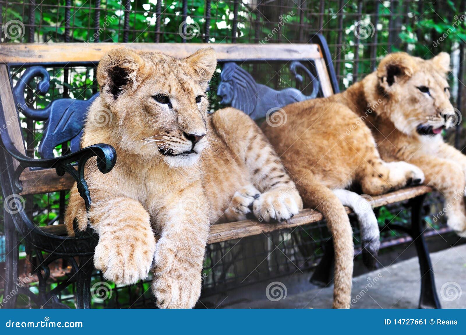 Two lion cubs stock image. Image of lion, newborn, predator - 14727661
