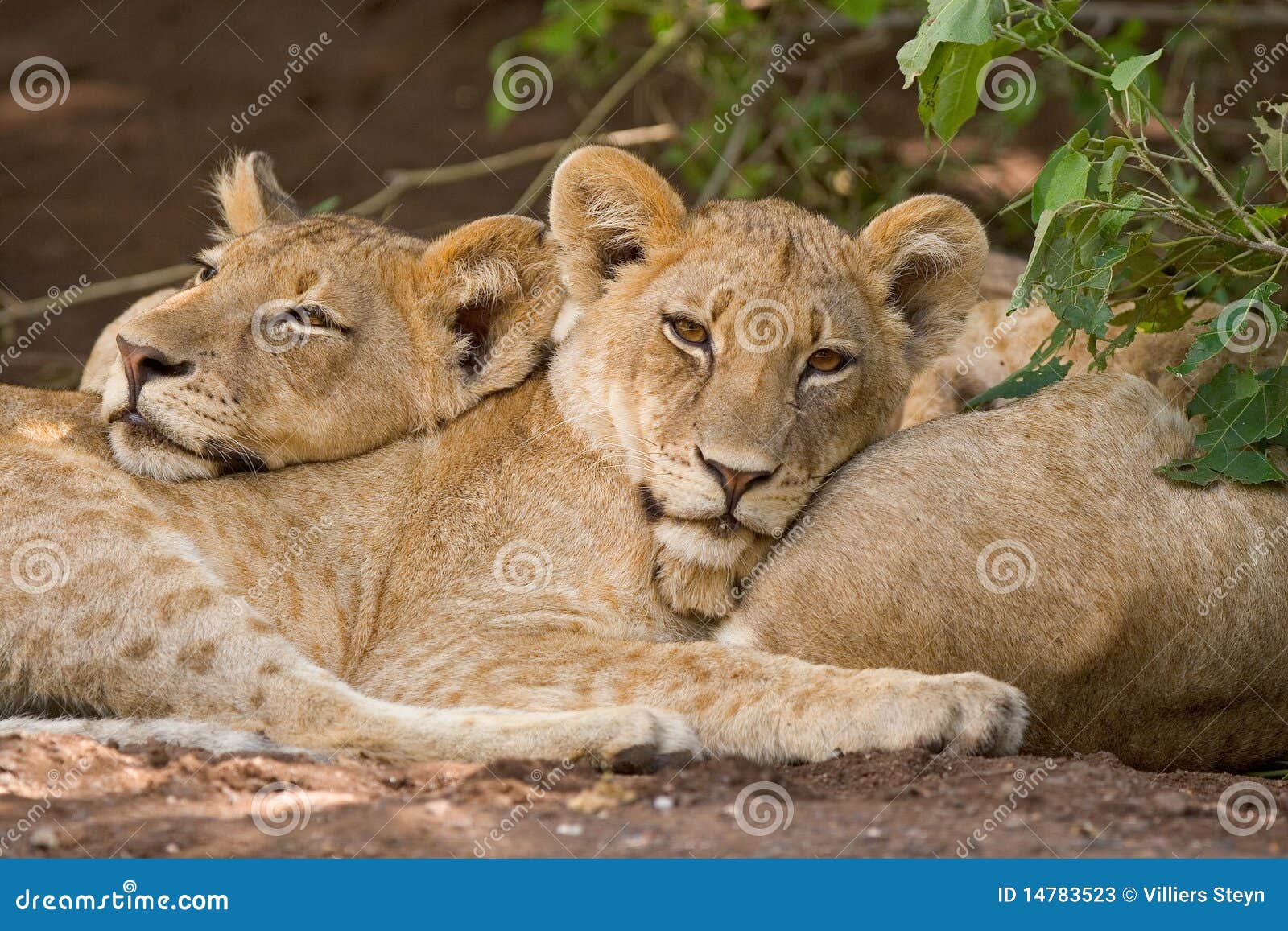 Two lion cubs stock image. Image of horizontal, leaves - 14783523