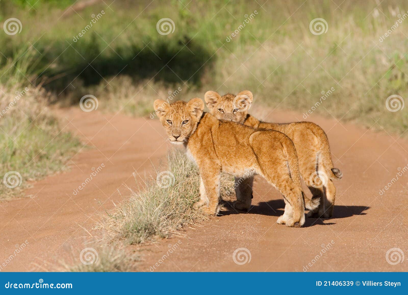 Two lion cubs stock image. Image of serengeti, cuddly - 21406339