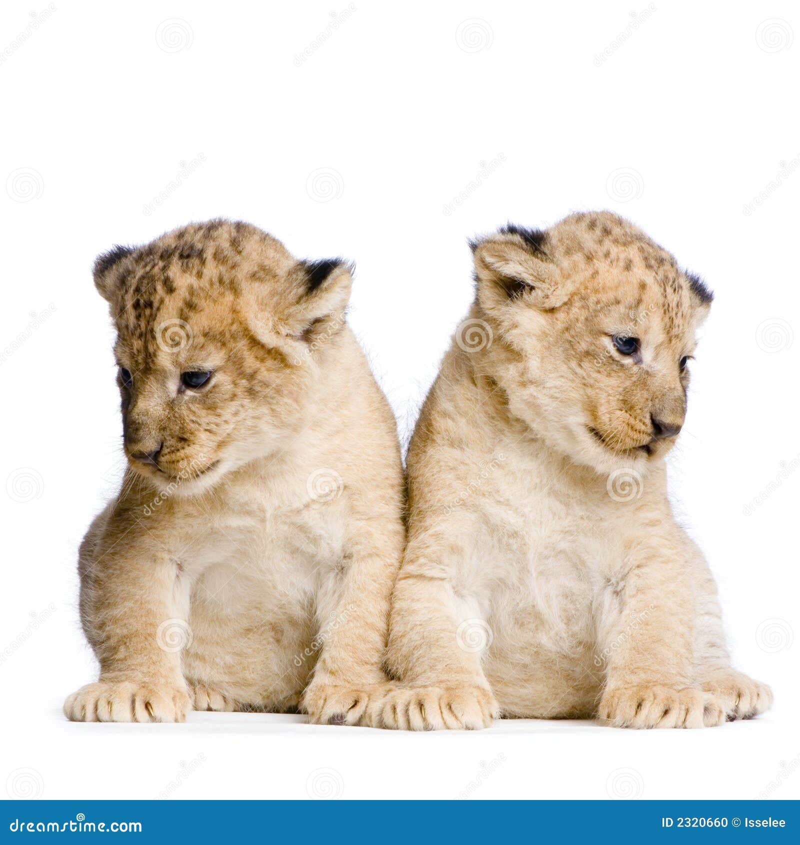 Two Lion Cubs stock photo. Image of feline, animal, face - 2320660