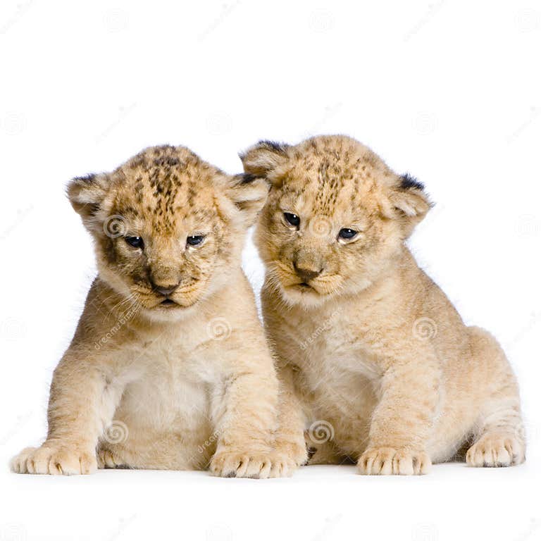 Two Lion Cubs stock photo. Image of isolated, white, big5 - 2320676