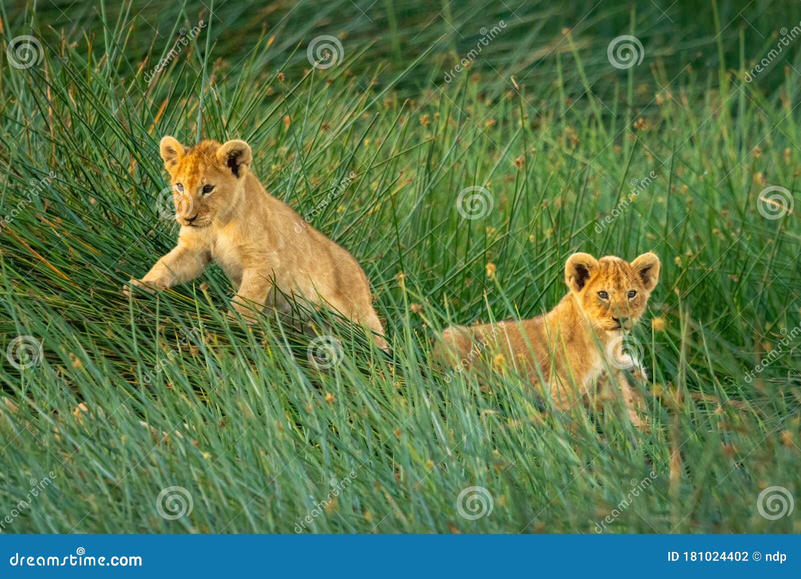 Two Lion Cubs Lie in Long Grass Stock Photo - Image of family, africa ...