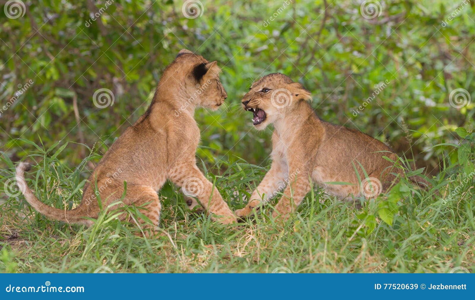 Two Lion Cubs (Panthera Leo) Playing Stock Image - Image of length ...
