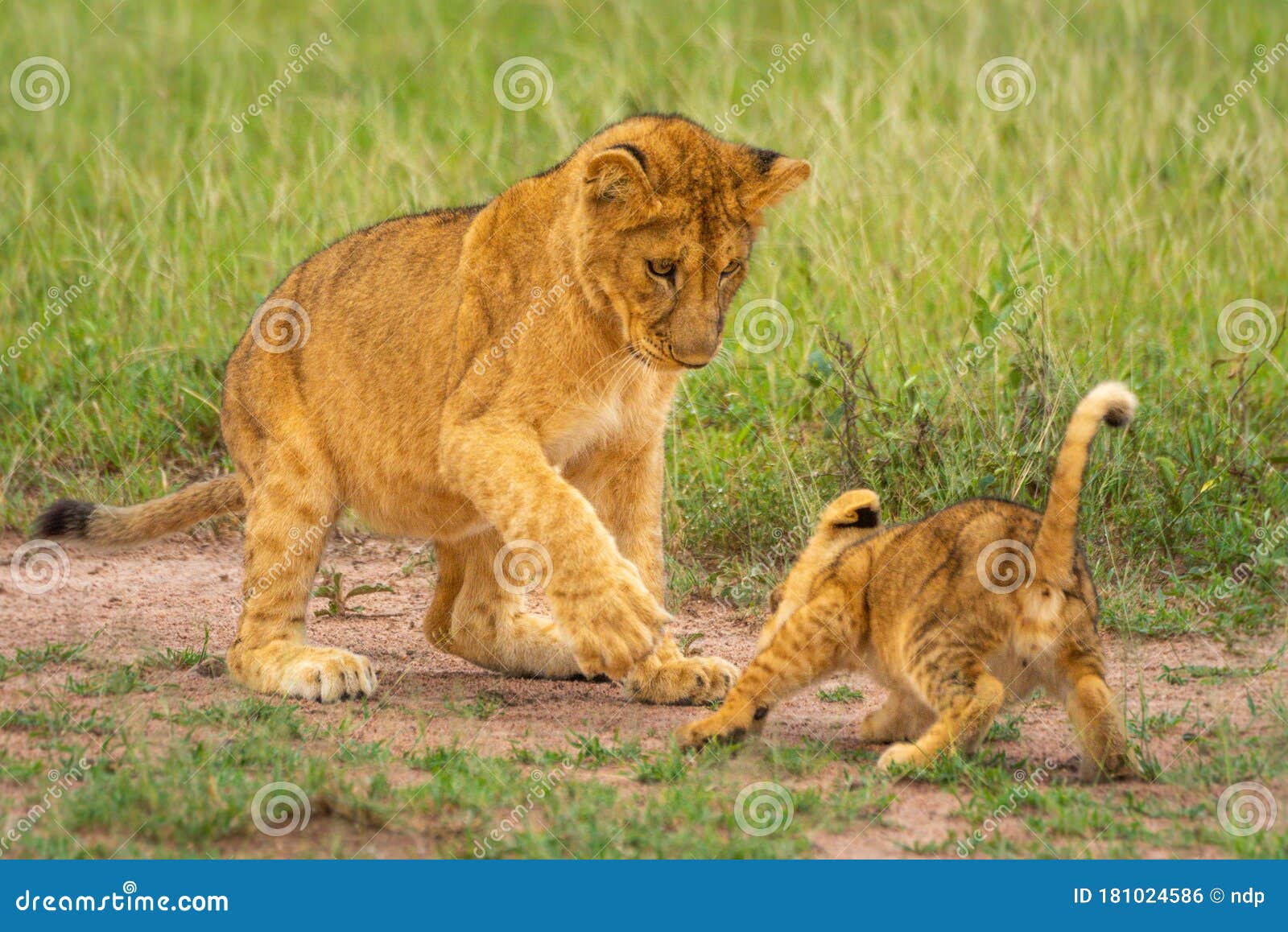 Two Lion Cubs Play with Each Other Stock Photo - Image of play, game ...