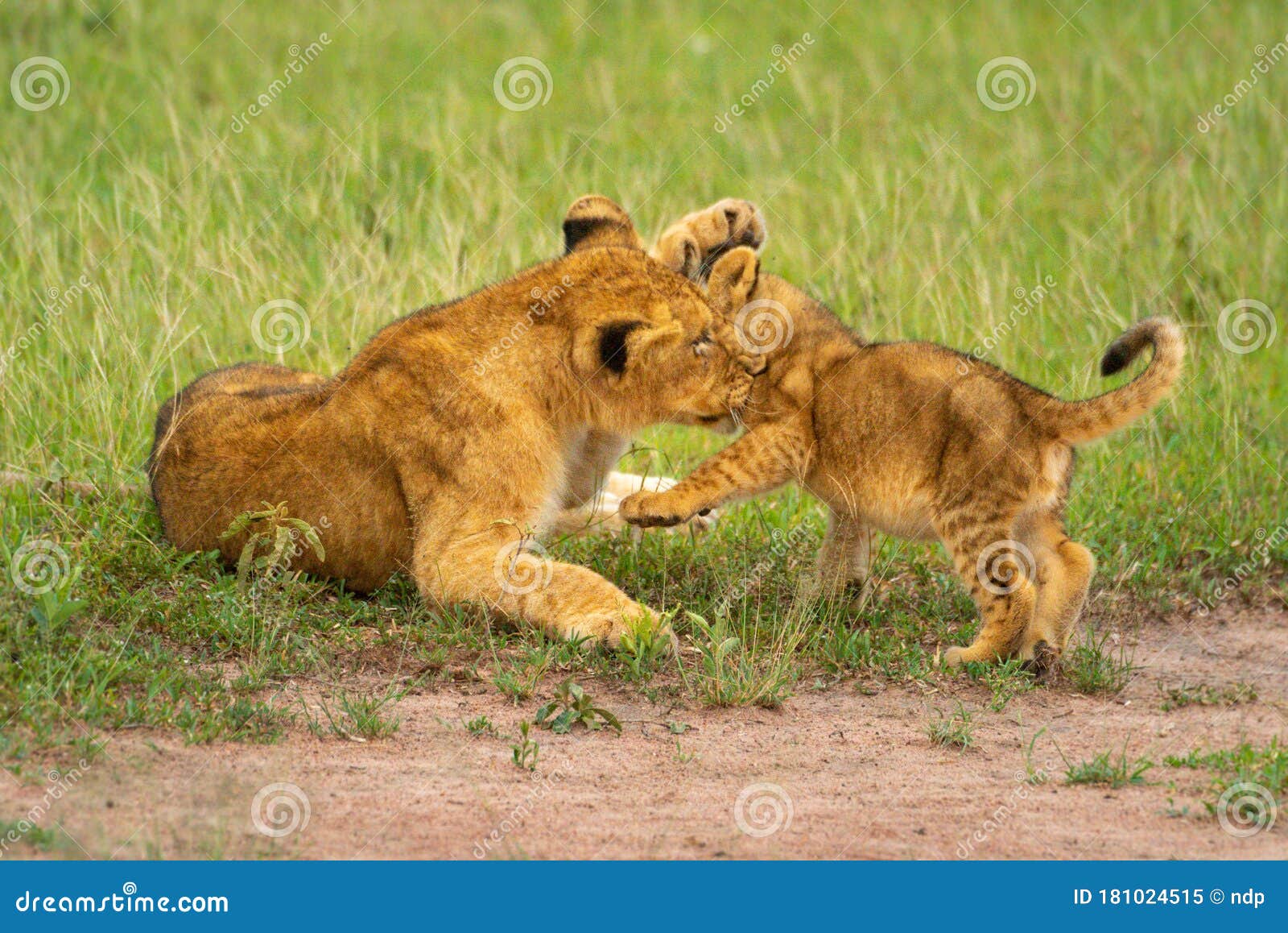 Two Lion Cubs Play Fight in Grass Stock Image - Image of pair, tanzania ...