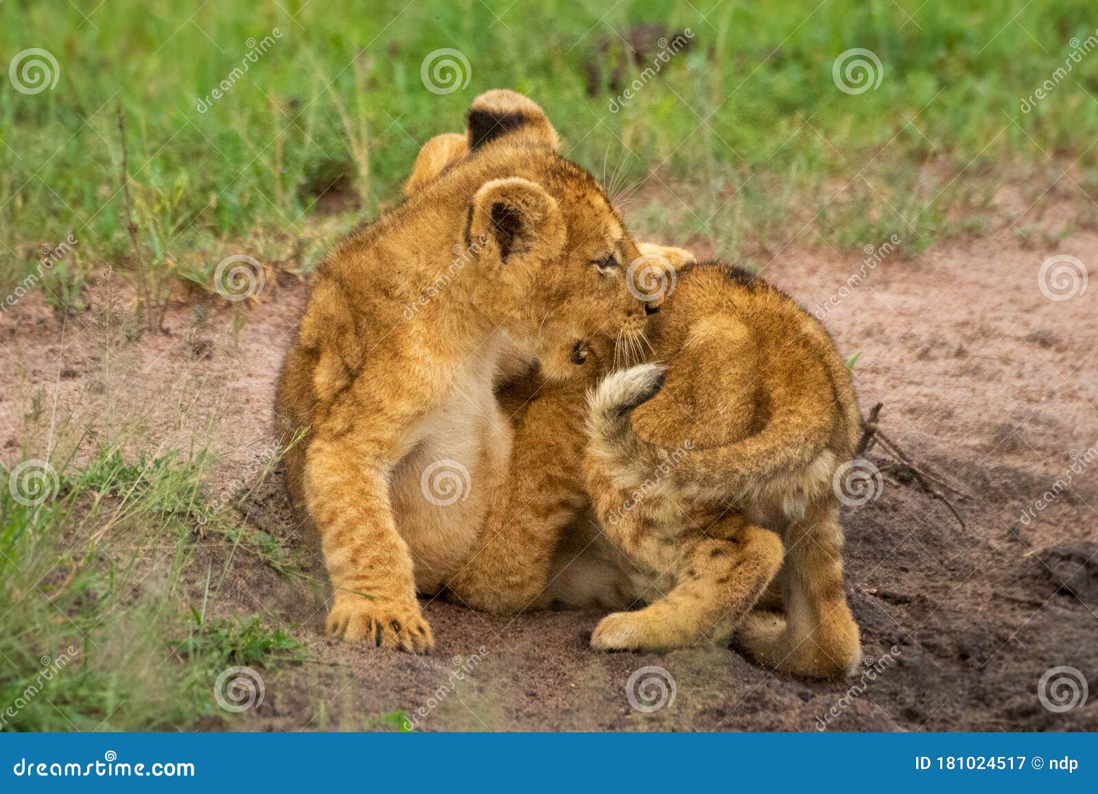 Two Lion Cubs Play Fight in Sand Stock Image - Image of mammal ...