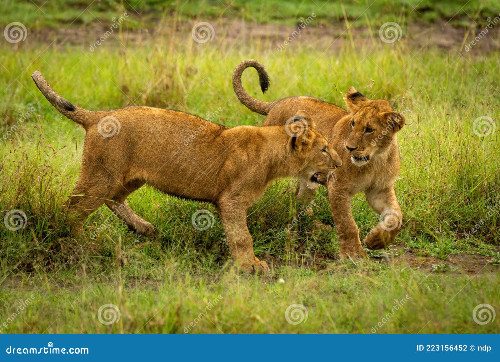Two Lion Cubs Play Fighting in Grass Stock Photo - Image of masai ...