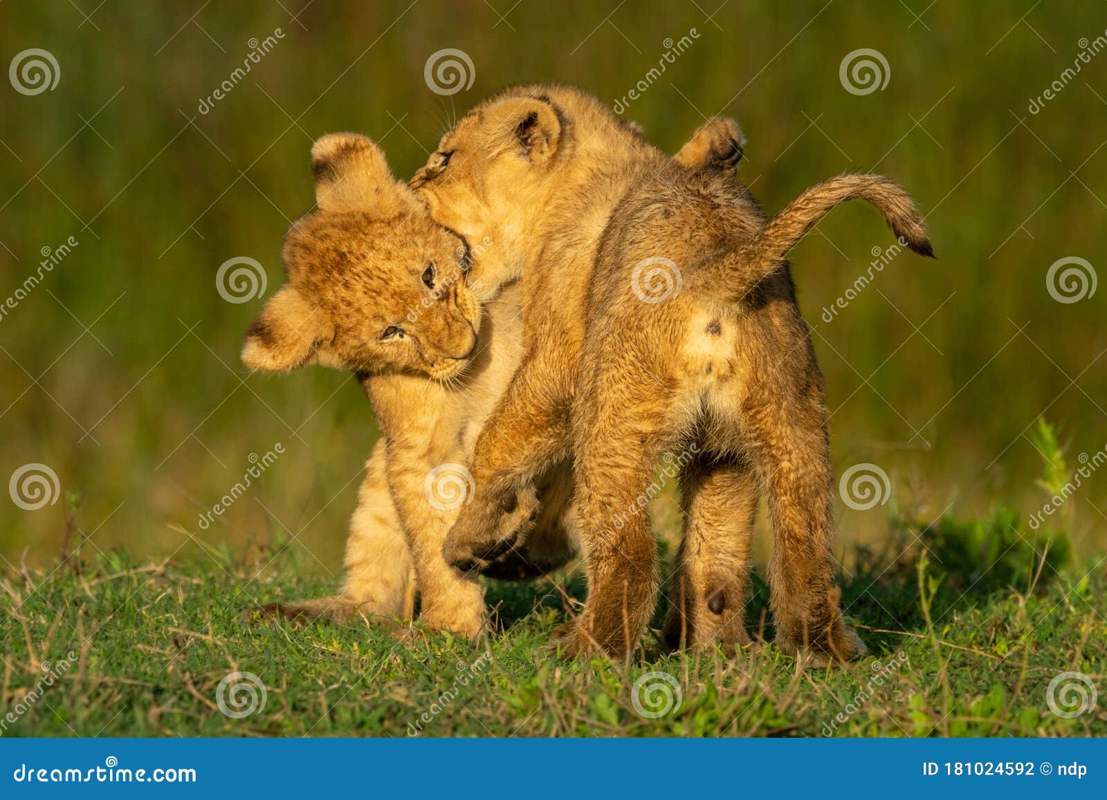Two Lion Cubs Playfully Bite Each Other Stock Photo - Image of savanna ...
