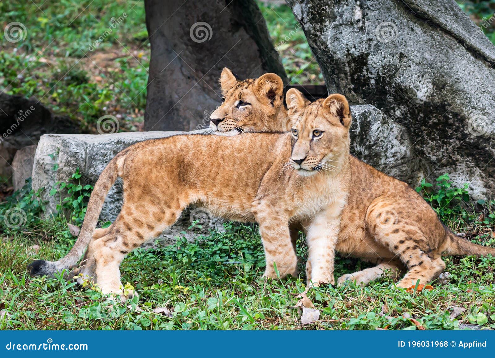 Two lion cubs stock photo. Image of feline, africa, serengeti - 196031968