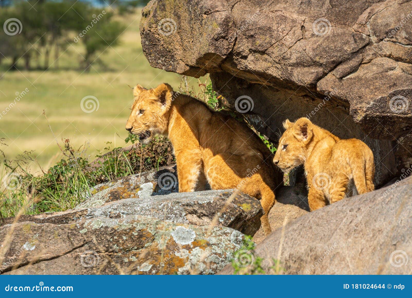 Two Lion Cubs Stand Under Rocky Overhang Stock Photo - Image of five ...
