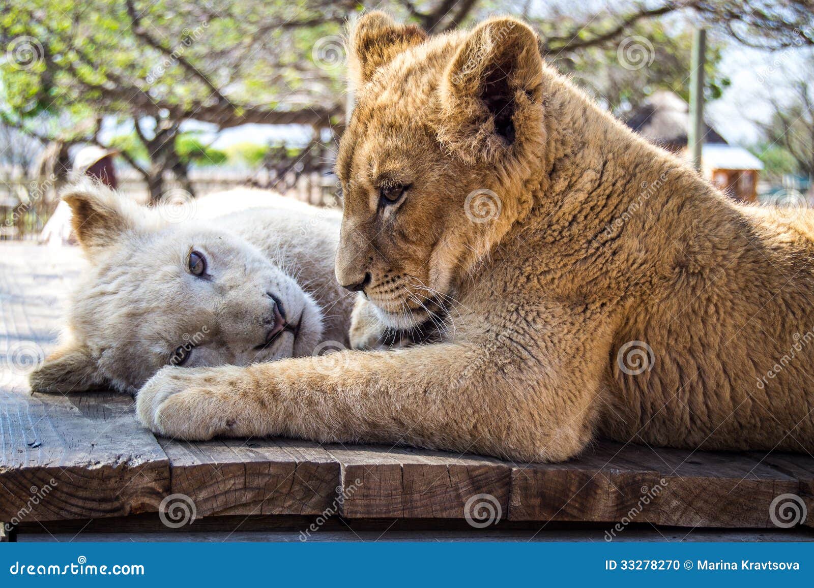 Two lion cubs stock photo. Image of lion, predator, safari - 33278270