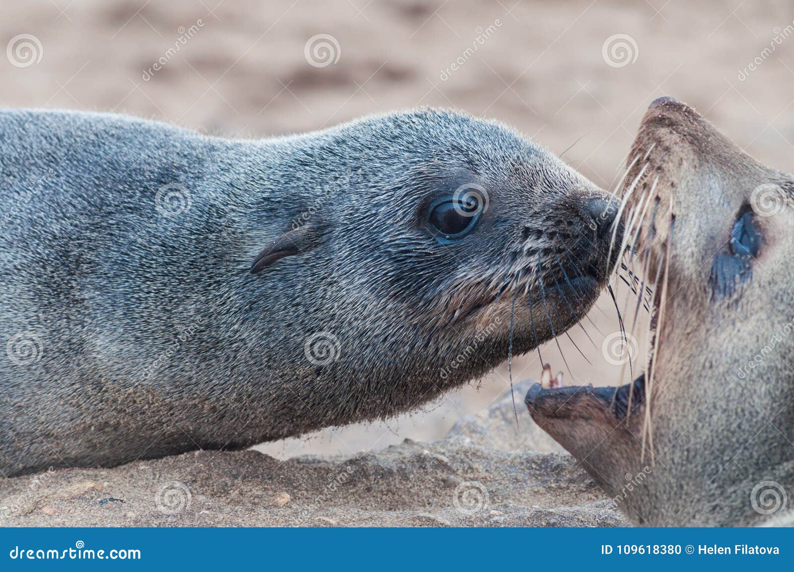 Two lion seals stock photo. Image of emotion, mirounga - 109618380