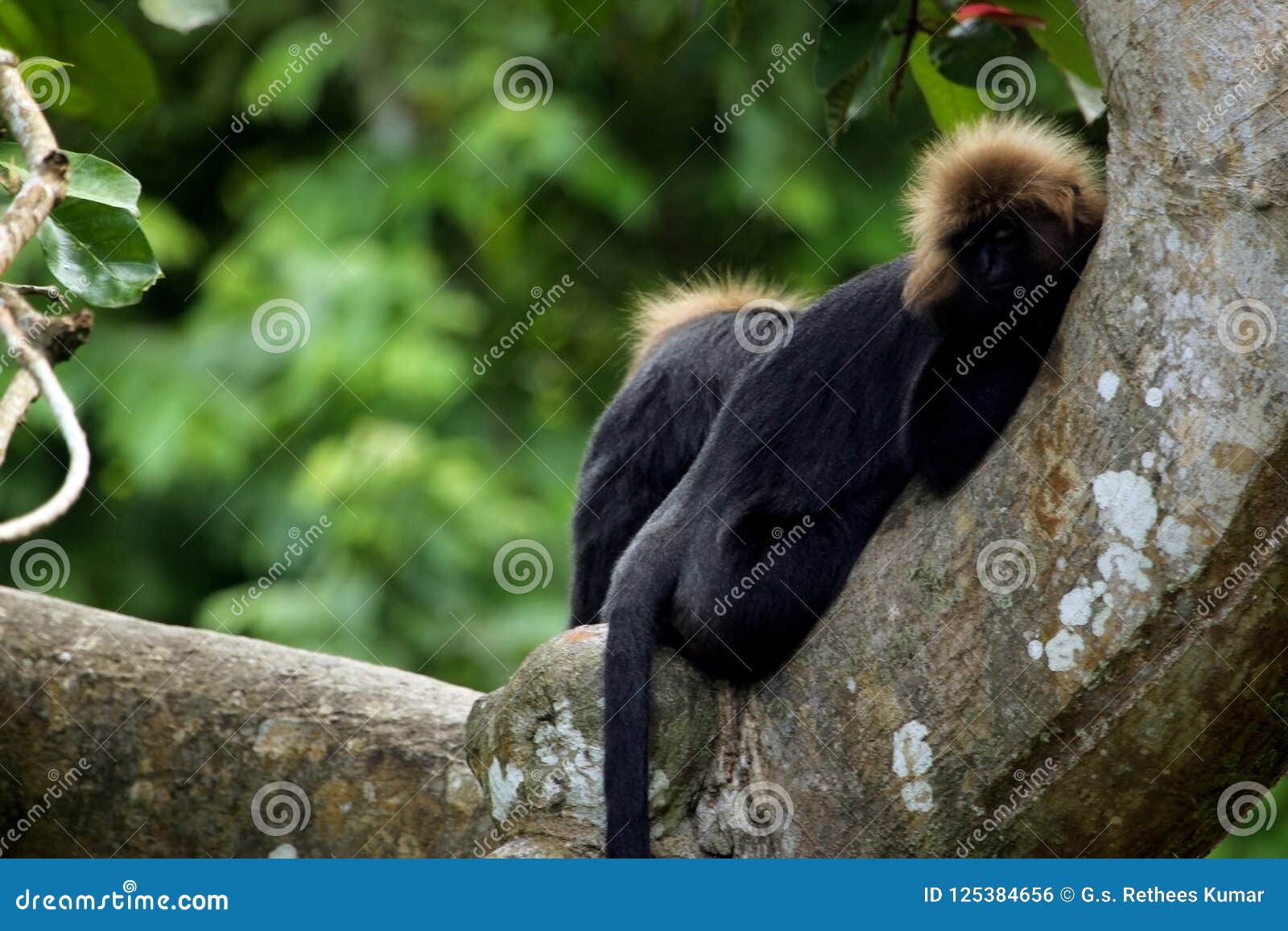 Lion-tailed macaques-2 stock photo. Image of macaques2 - 125384656