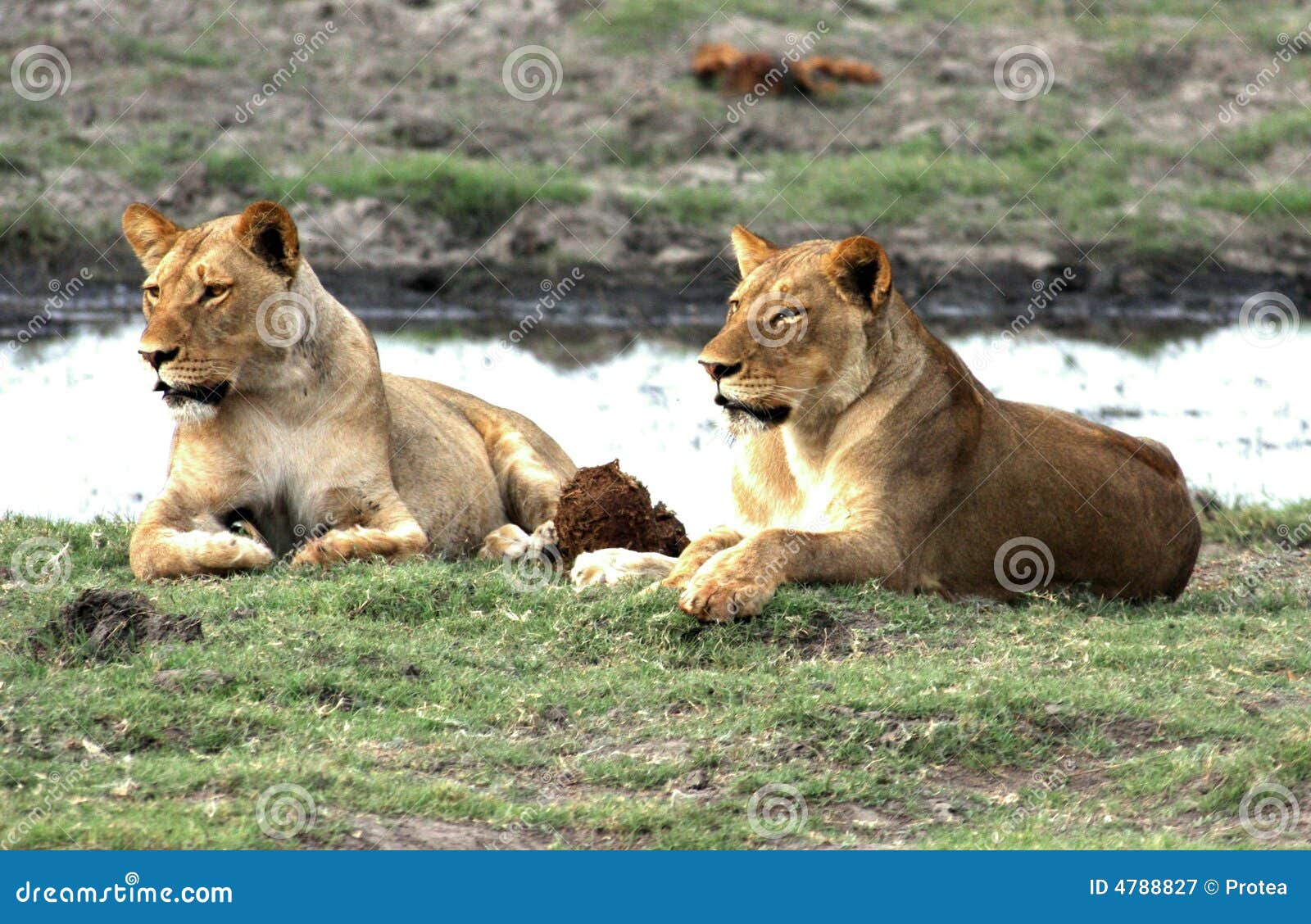 Two lioness stock image. Image of southern, mammal, hole - 4788827