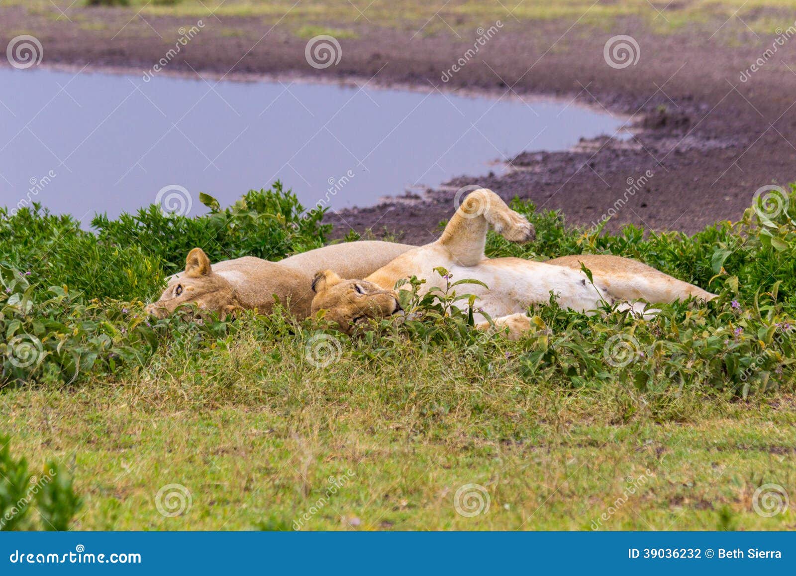 Two Lioness stock photo. Image of holiday, elephant, grass - 39036232