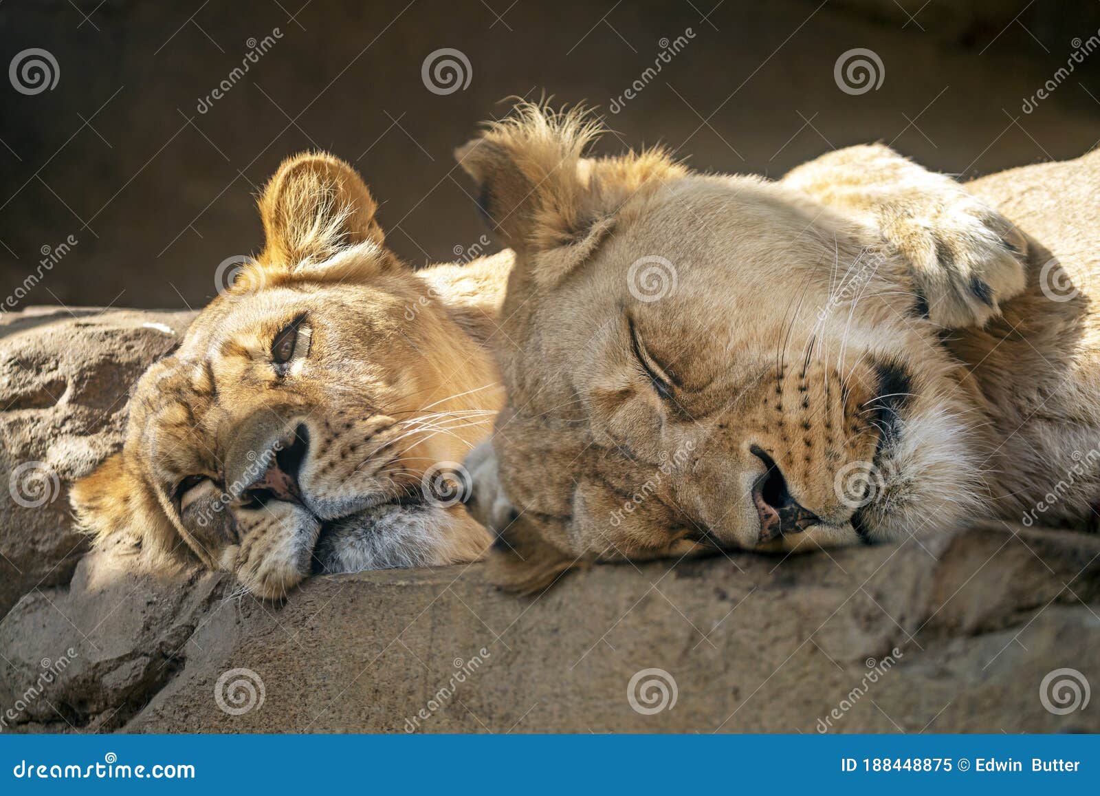 Two lioness resting stock image. Image of season, background - 188448875