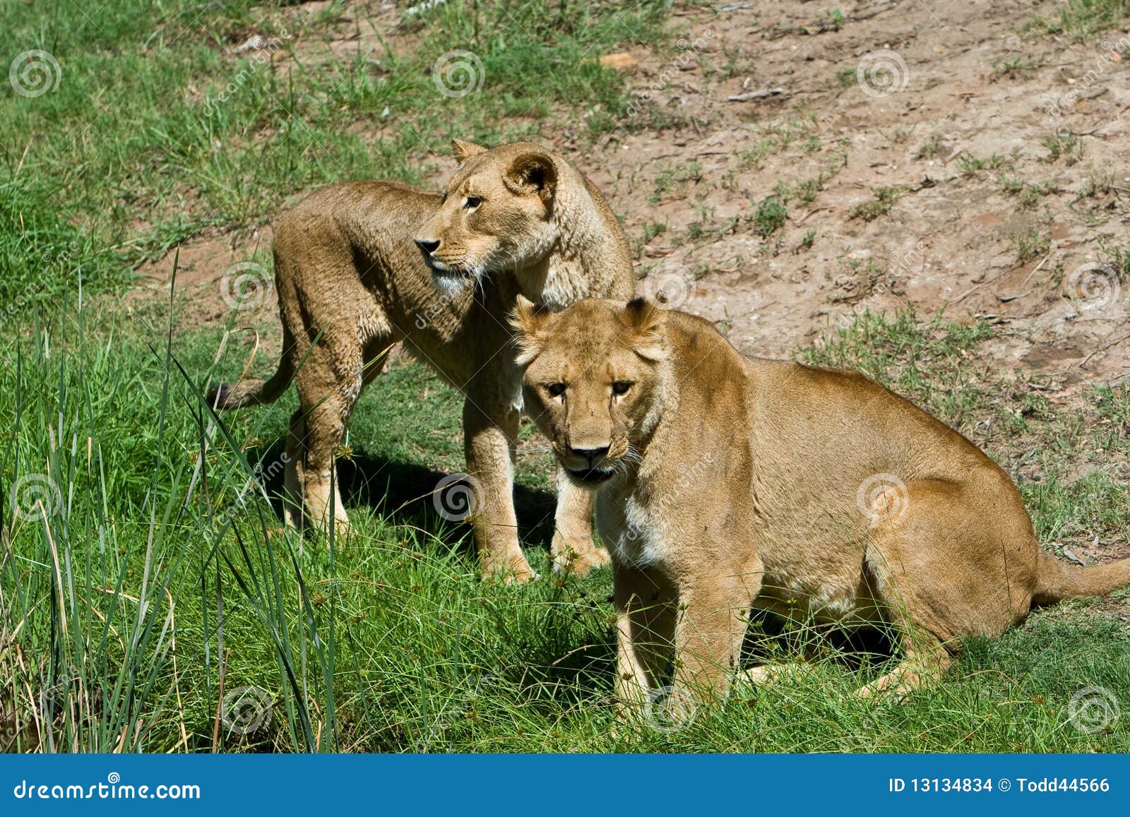 Two Lionesses stock photo. Image of animal, alive, grass - 13134834
