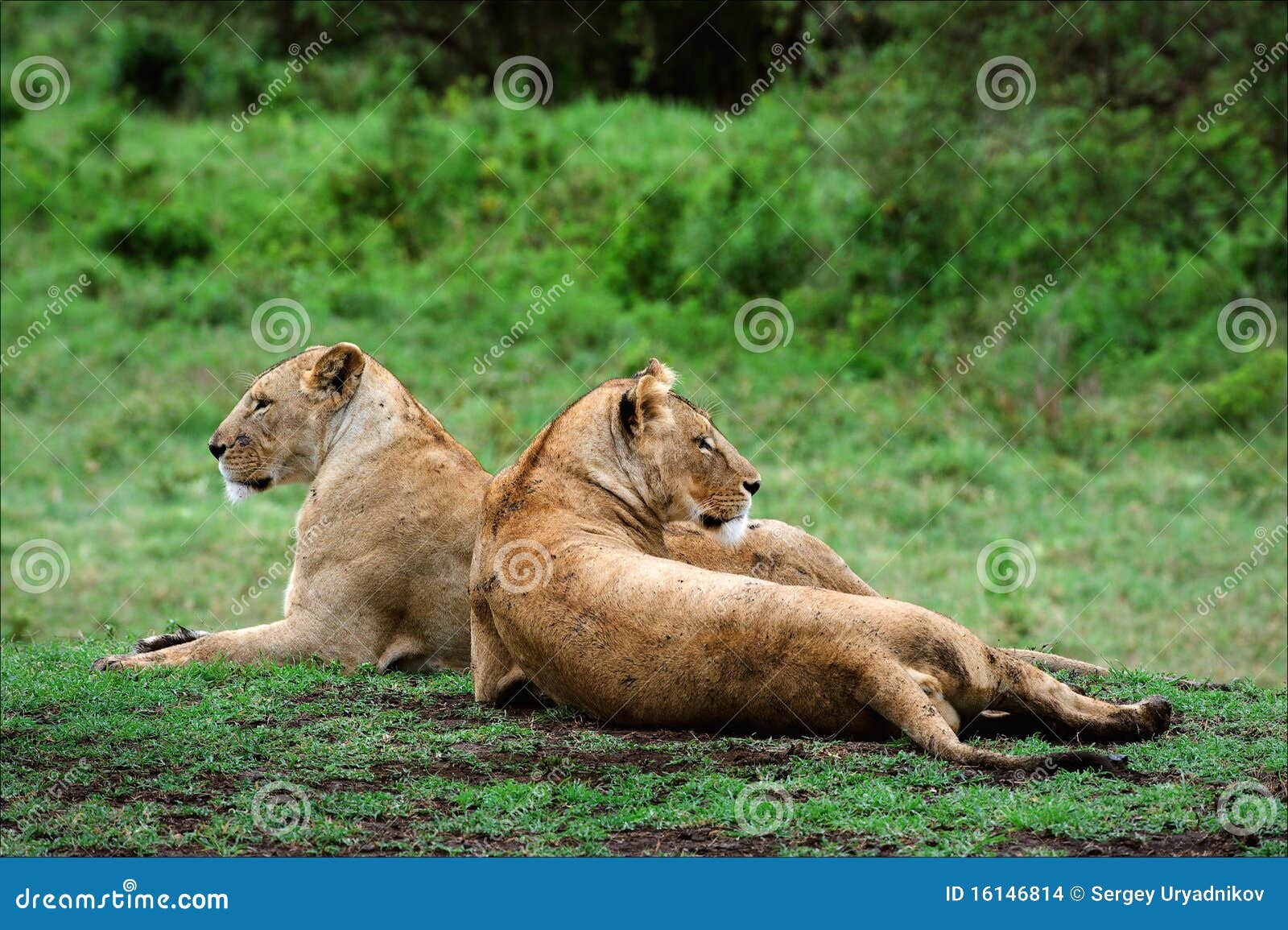 Two lionesses. stock photo. Image of dangerous, feline - 16146814