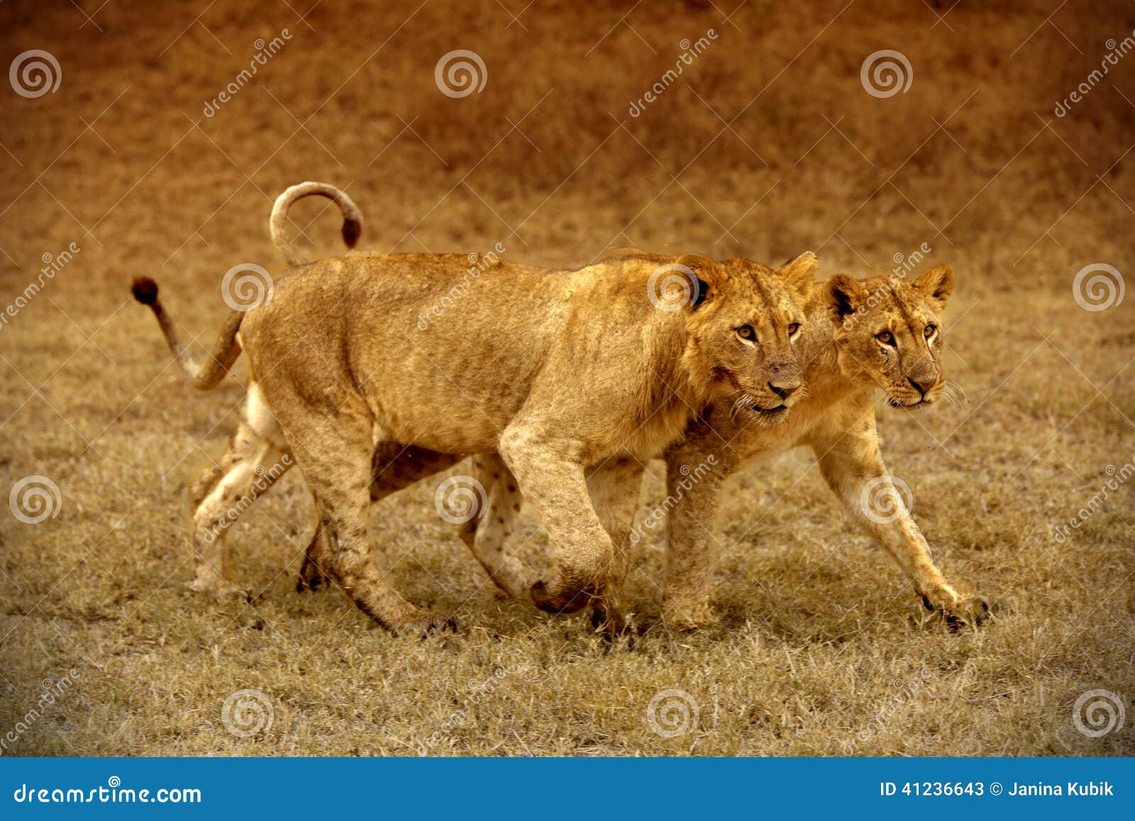 Two Lionesses in Amboseli stock image. Image of africa - 41236643
