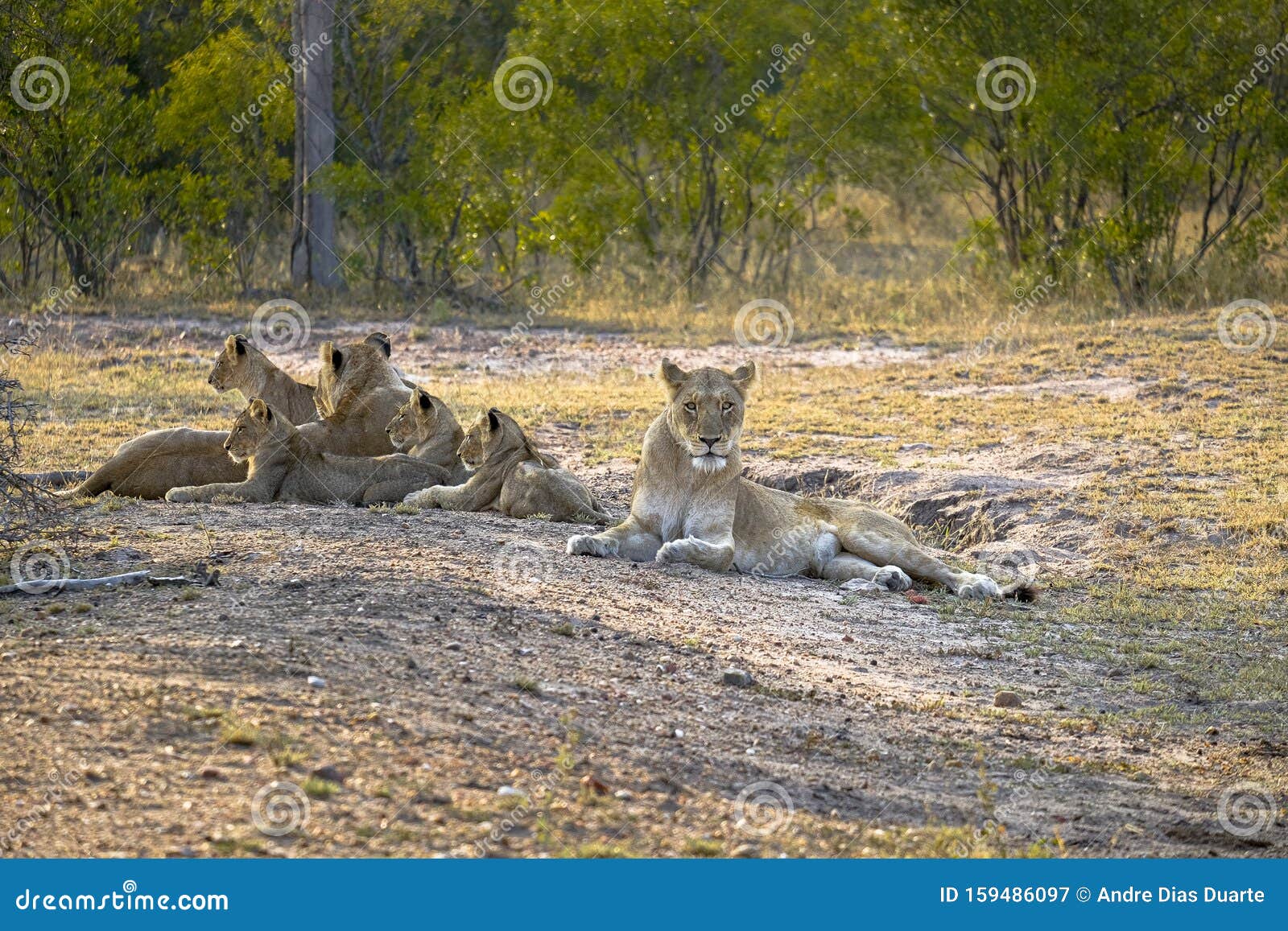 Two Lionesses with Four Cubs Laying Down Resting Stock Image - Image of ...