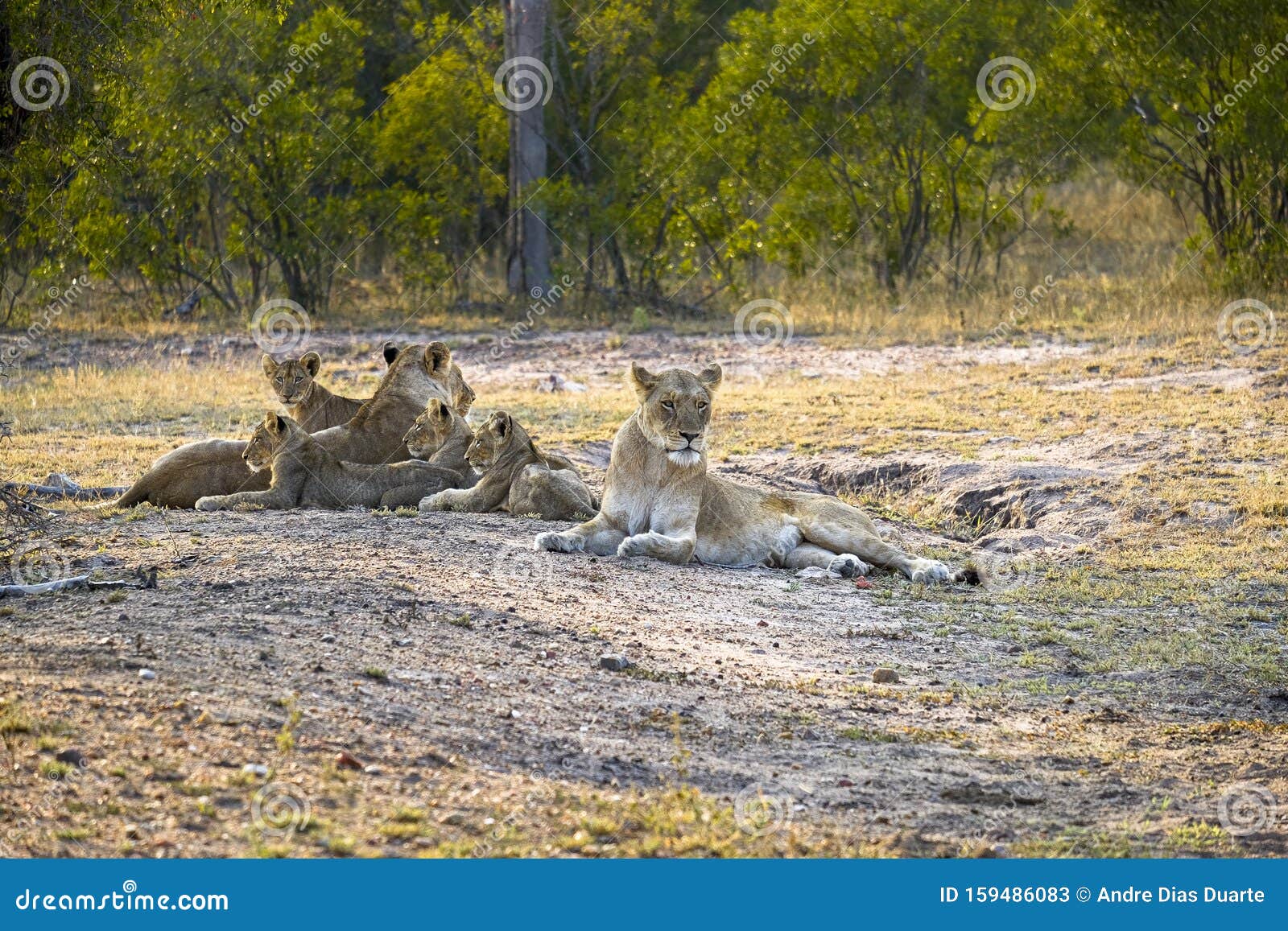 Two Lionesses with Four Cubs Laying Down Resting Stock Image - Image of ...