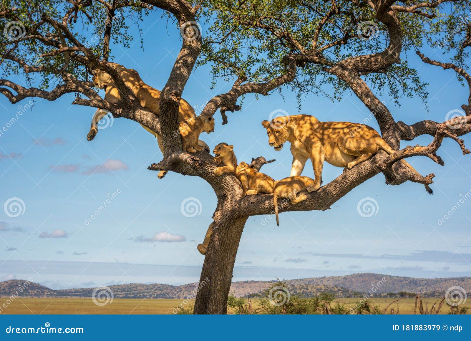Two Lionesses with Four Cubs in Tree Stock Image - Image of animal ...
