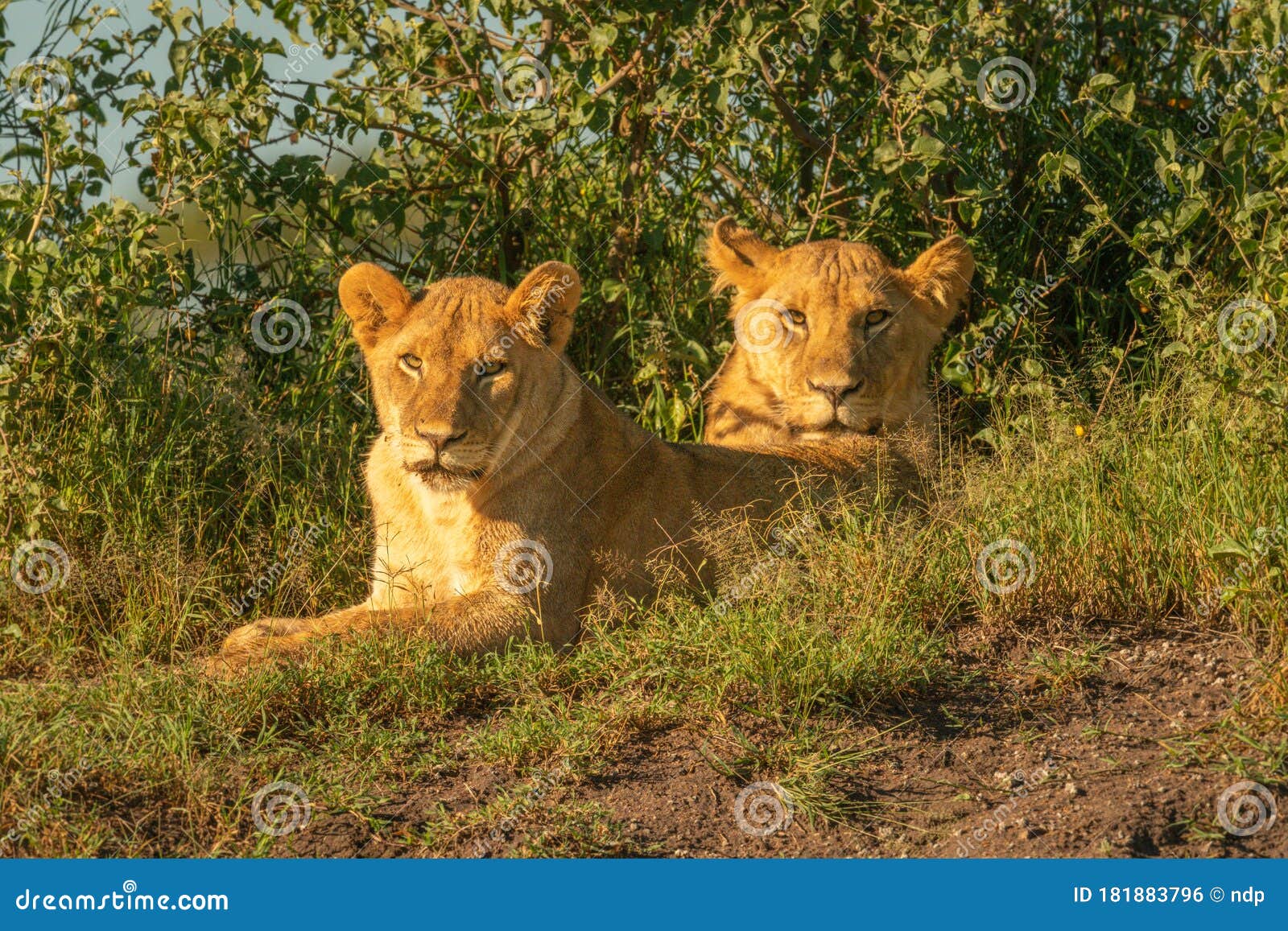 Two Lionesses Lie by Bushes Watching Camera Stock Photo - Image of ...