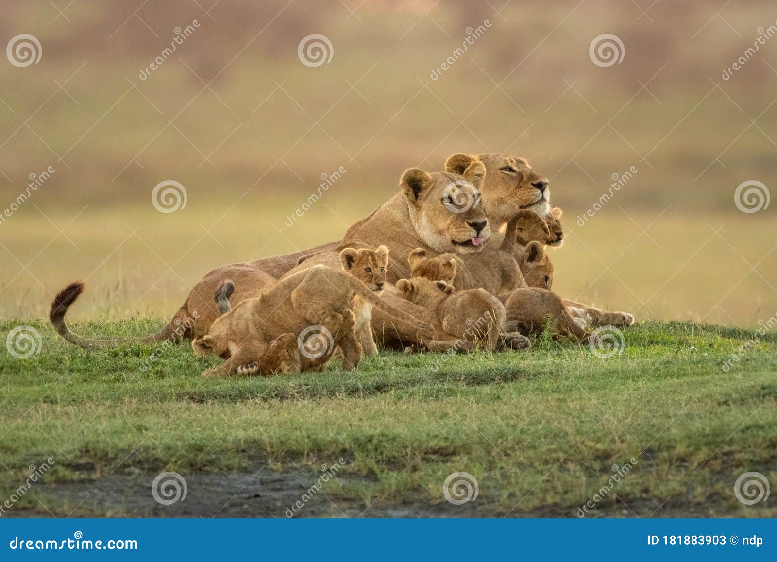 Two Lionesses Lie with Eight Playful Cubs Stock Image - Image of feline ...