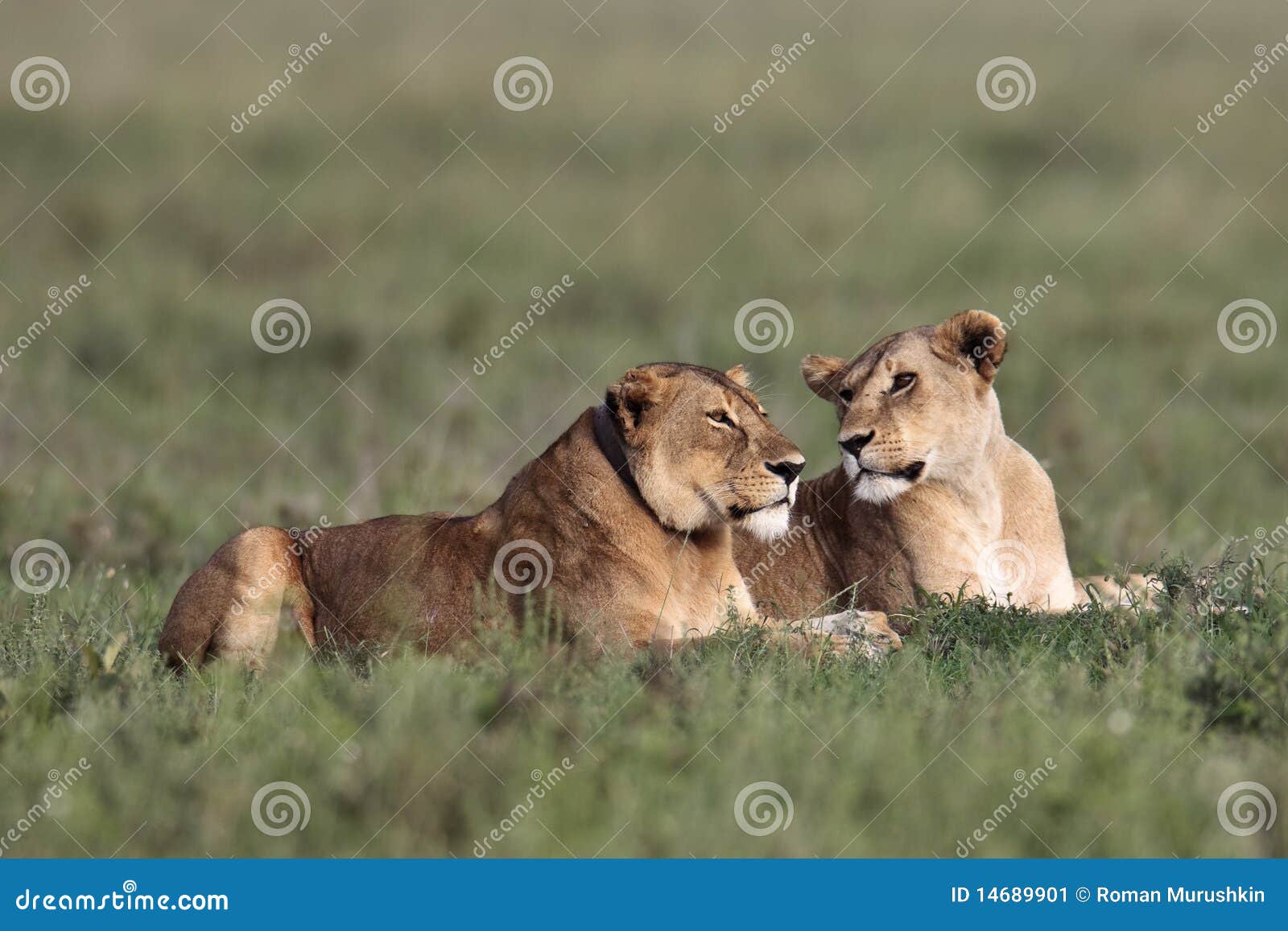 Two Lionesses Lie in the Grass Stock Image - Image of national, sunrise ...