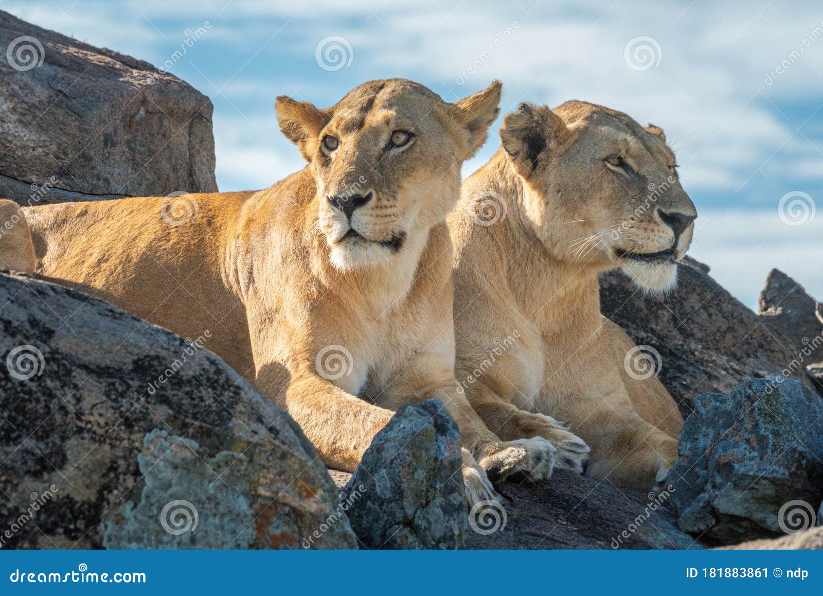 Two Lionesses Lie Side-by-side on Rocky Outcrop Stock Image - Image of ...