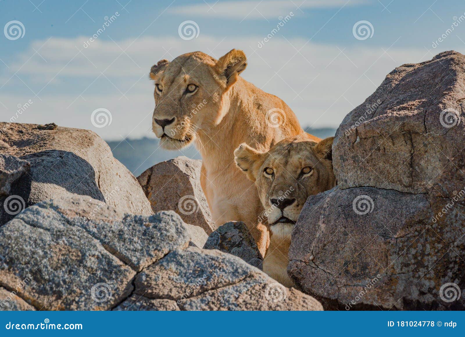 Two Lionesses Lie and Sit among Rocks Stock Photo - Image of animal ...