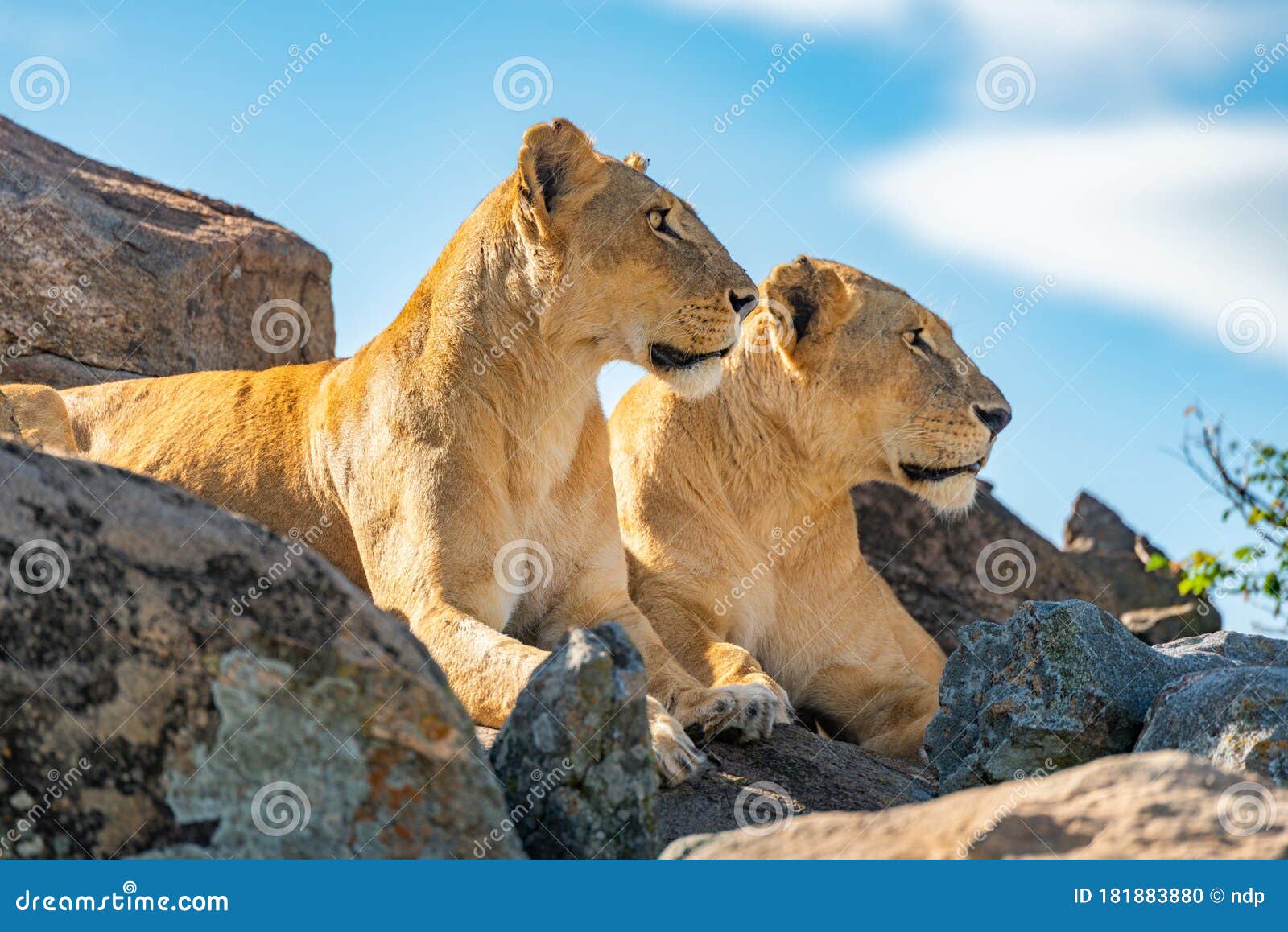 Two Lionesses Lie Together Looking Over Rocks Stock Photo - Image of ...