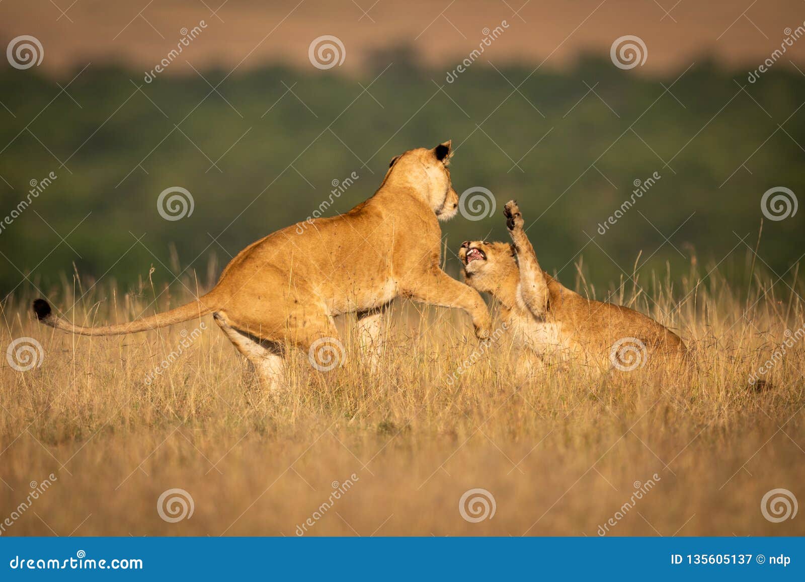 Two Lionesses in Long Grass Play Fight Stock Image - Image of playing ...