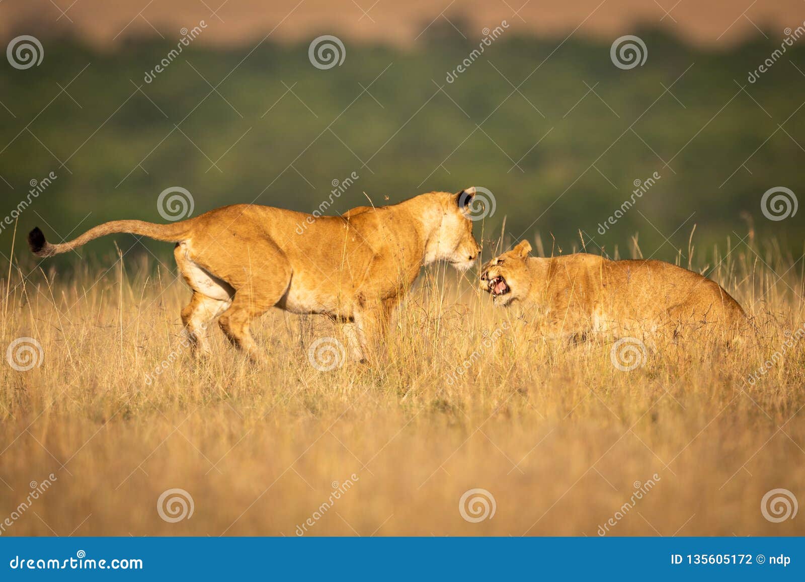 Two Lionesses in Long Grass Play Fighting Stock Photo - Image of female ...