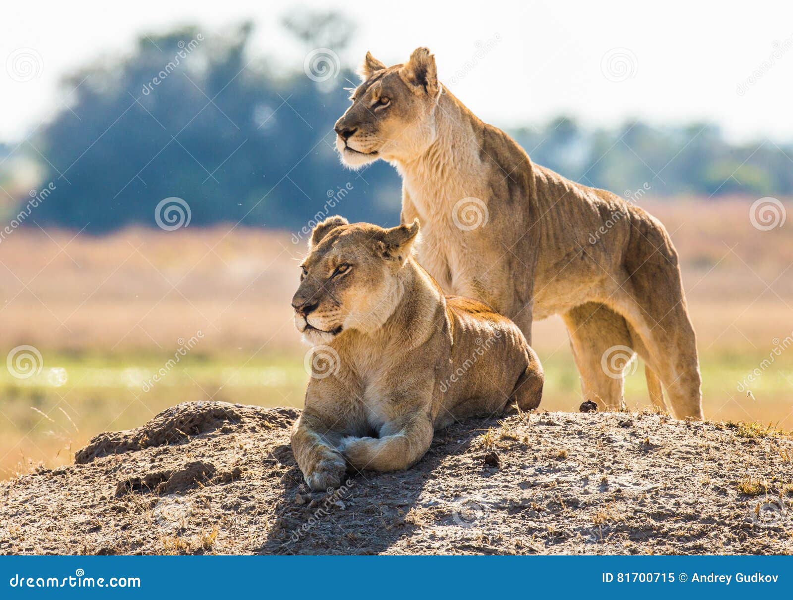 Two Lionesses are Lying on the Hill. Okavango Delta Stock Image - Image ...