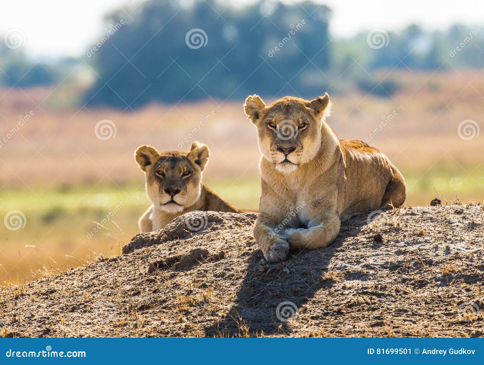 Two Lionesses are Lying on the Hill. Okavango Delta Stock Image - Image ...