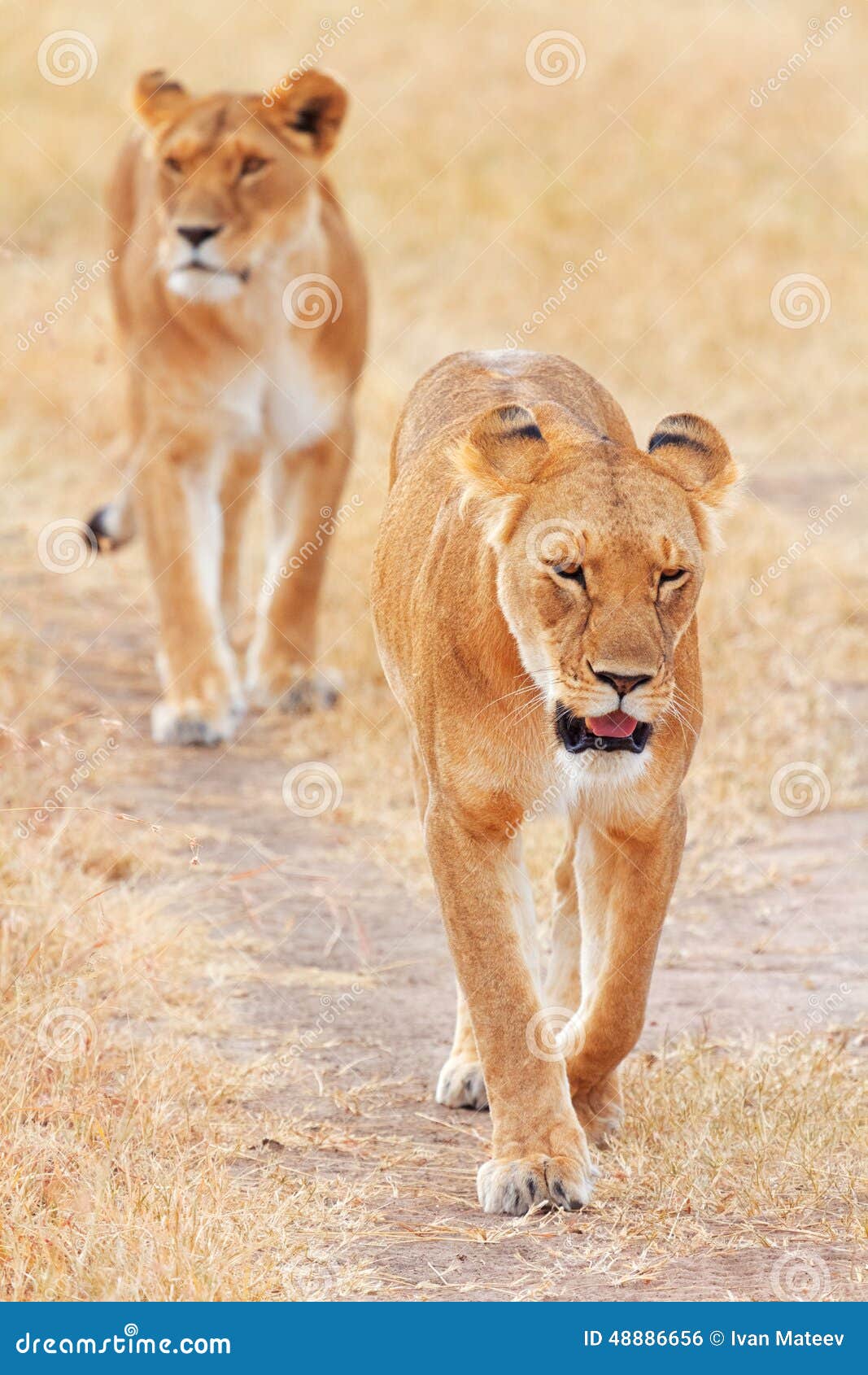 Two Lionesses in Masai Mara Stock Photo - Image of prowling, animal ...