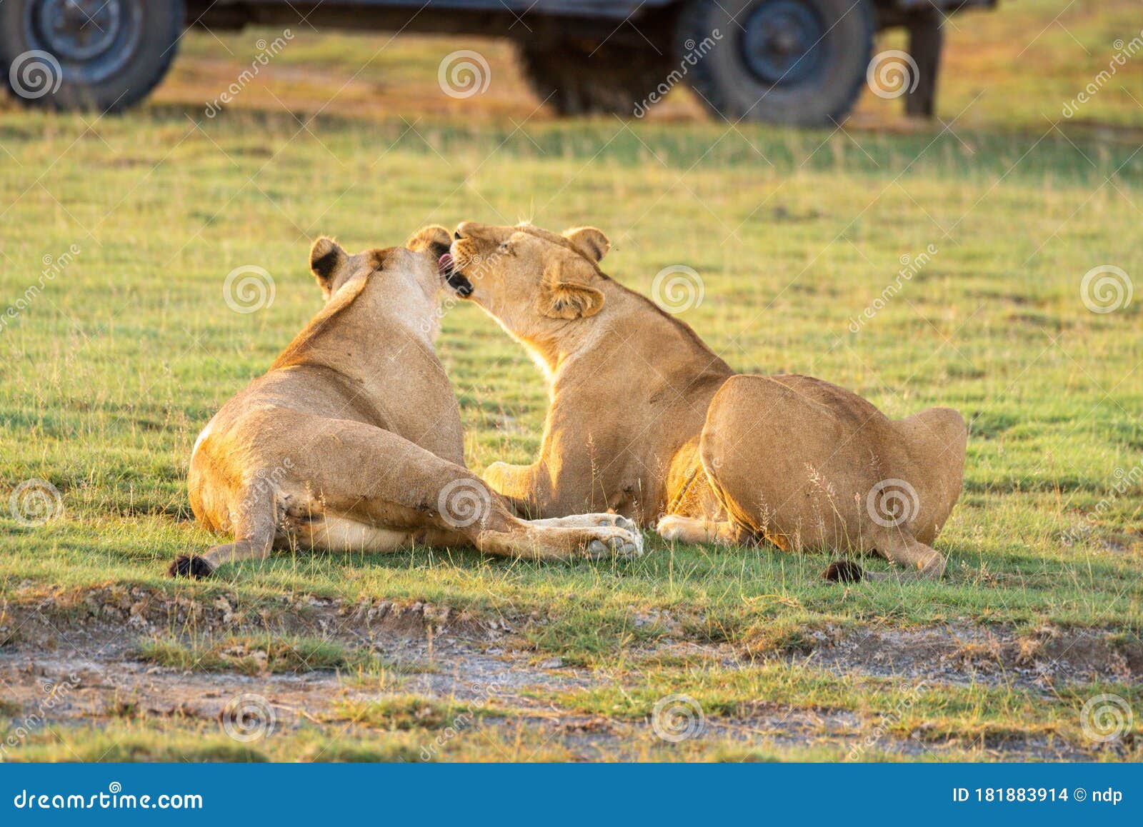 Two Lionesses Nuzzle Each Other by Vehicle Stock Photo - Image of ...