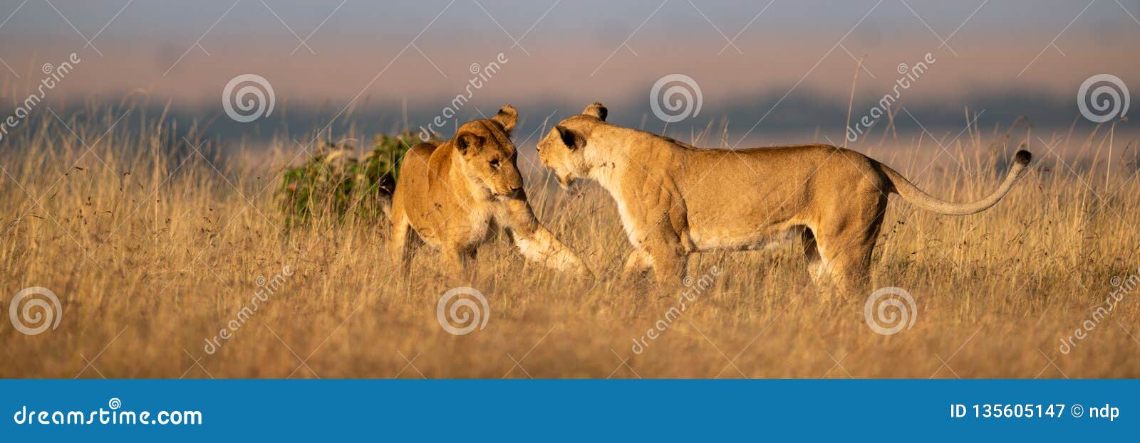Two Lionesses Play Fighting in Long Grass Stock Image - Image of ...
