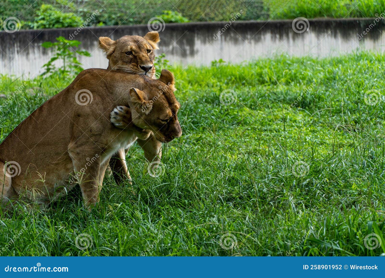 Two Lionesses Playing in the Grass, while Biting and Hugging Each Other ...