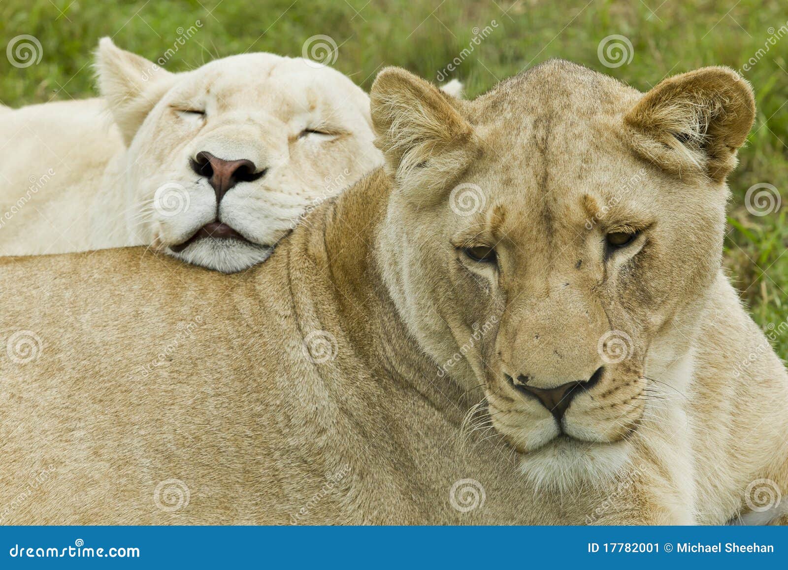 Two lionesses resting stock image. Image of baby, adorable - 17782001