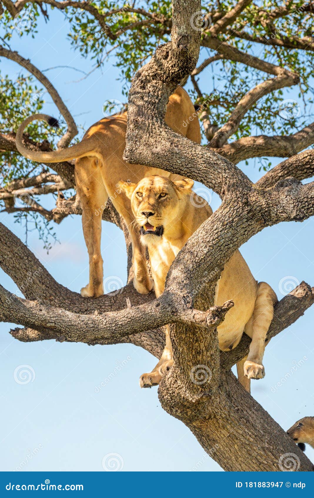 Two Lionesses Sit Looking Out from Tree Stock Image - Image of tented ...