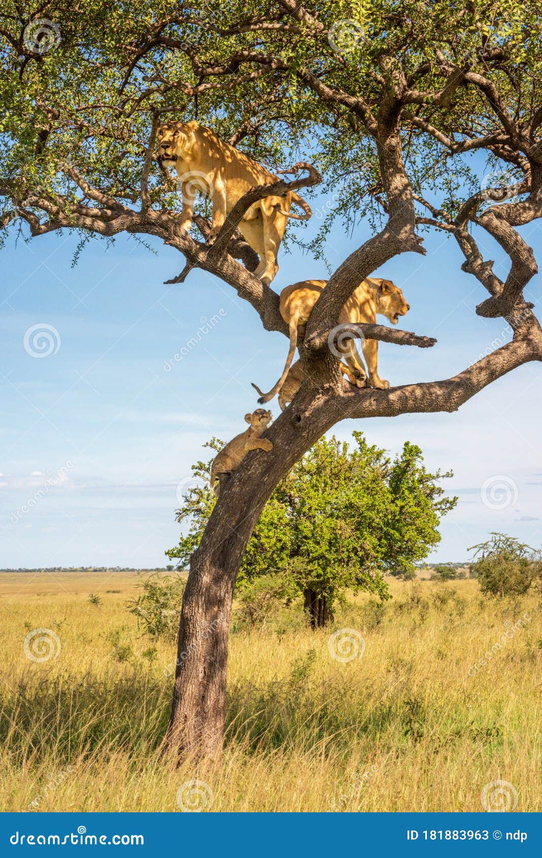 Two Lionesses Stand in Tree with Cubs Stock Image - Image of africa ...