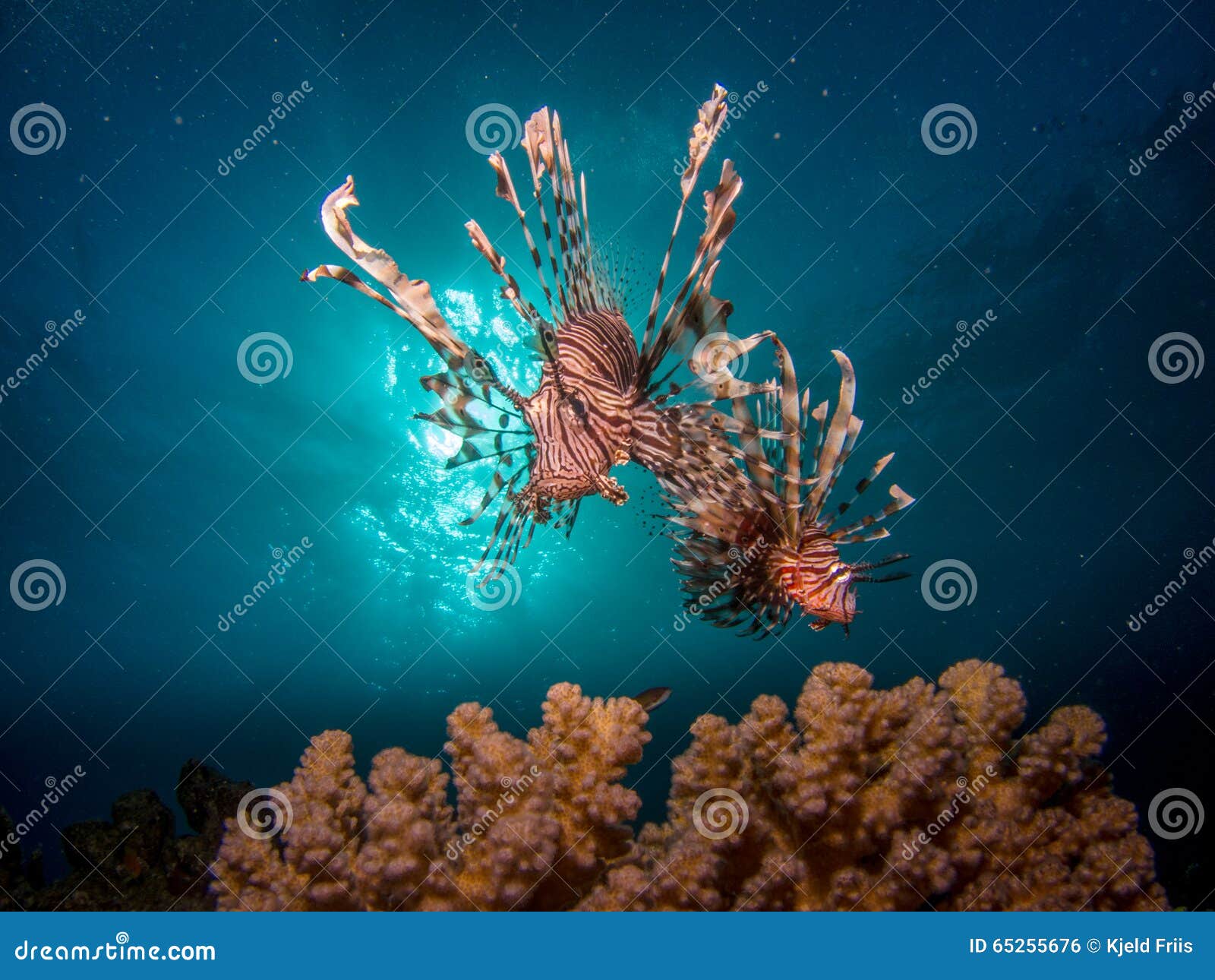Two Lionfish in Front of the Sun Stock Photo - Image of ecosystem, dark ...