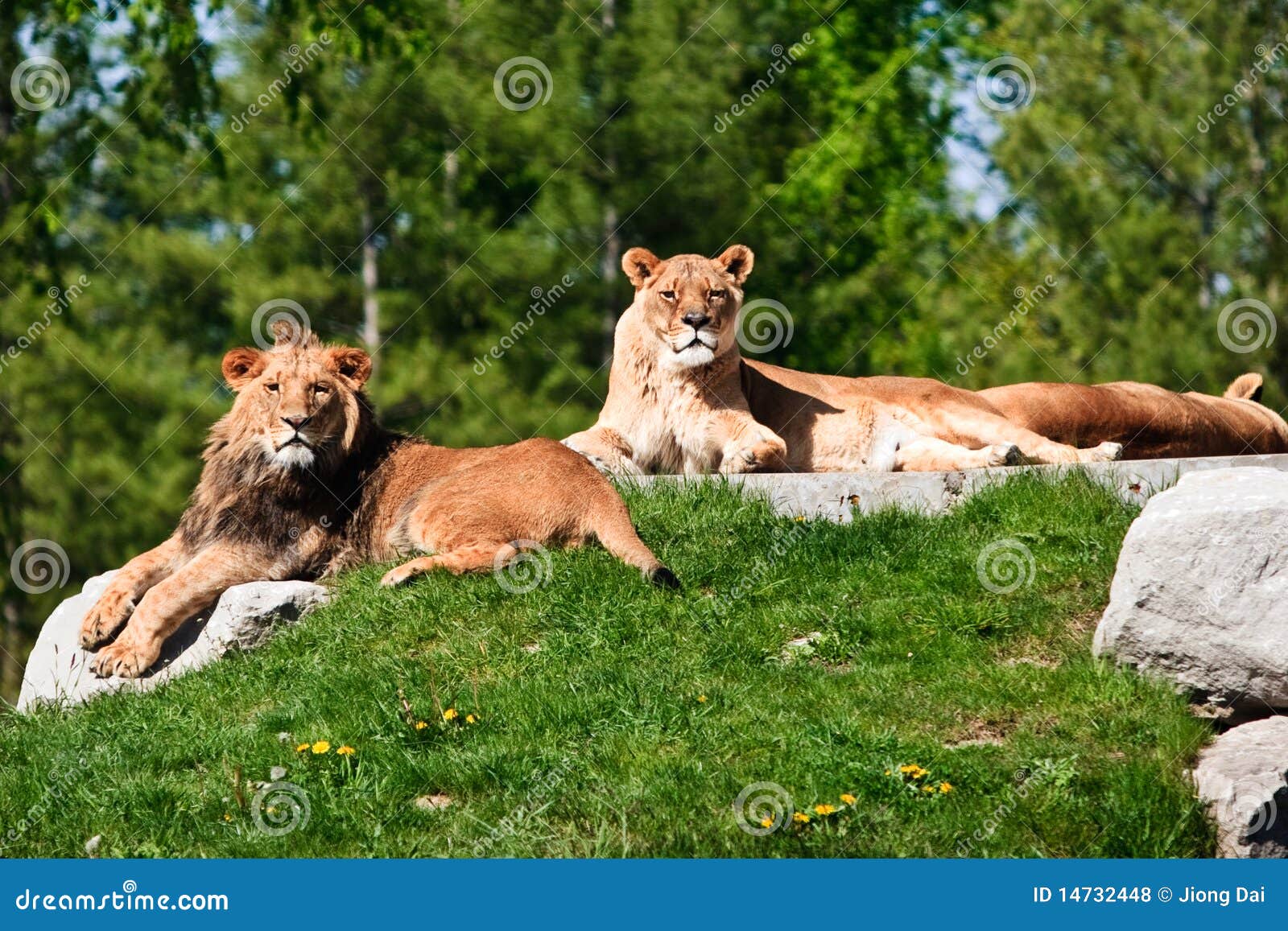 Two Lions stock photo. Image of couple, lions, looking - 14732448