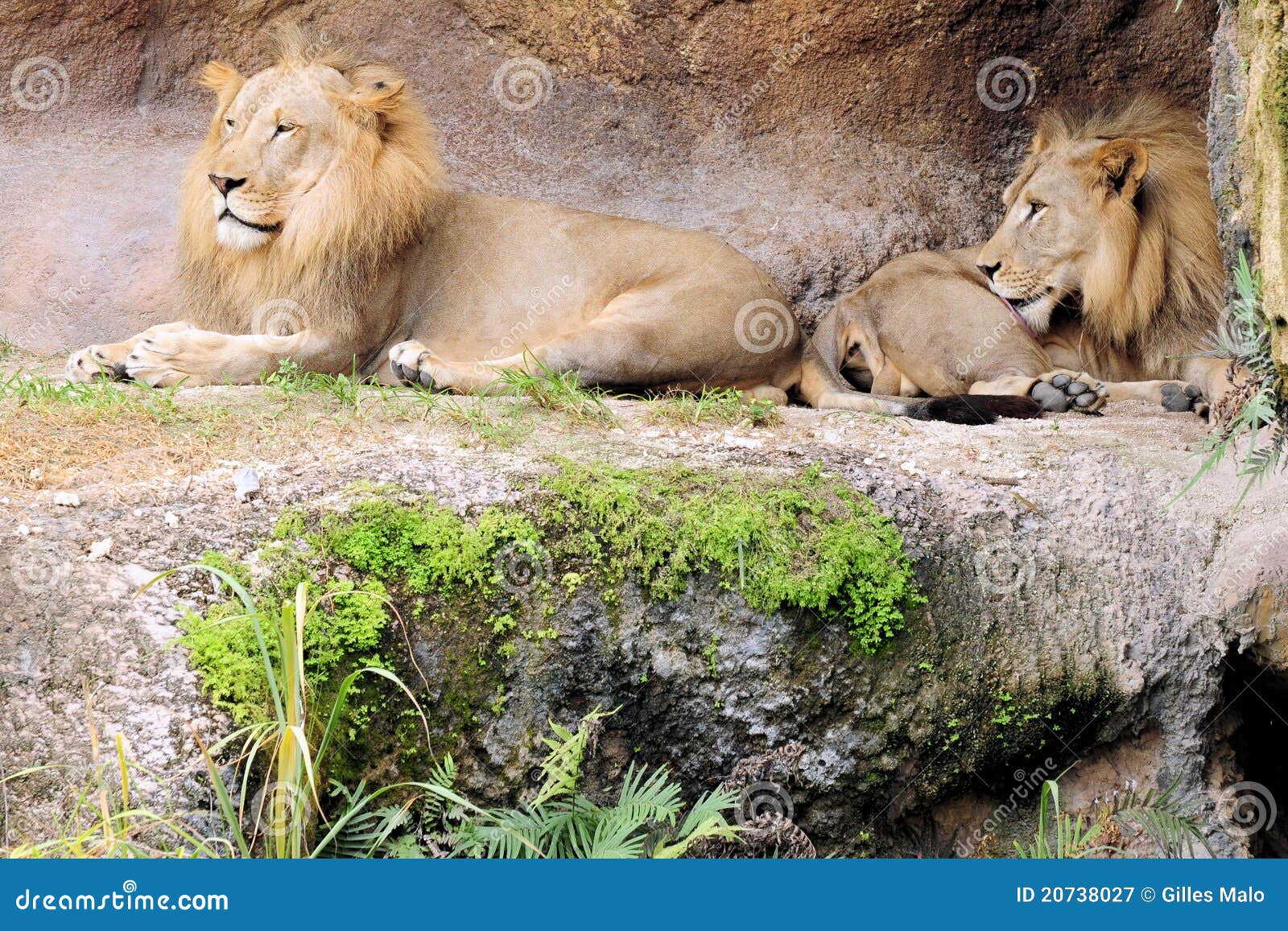 Two Lions stock image. Image of africa, asian, dangerous - 20738027