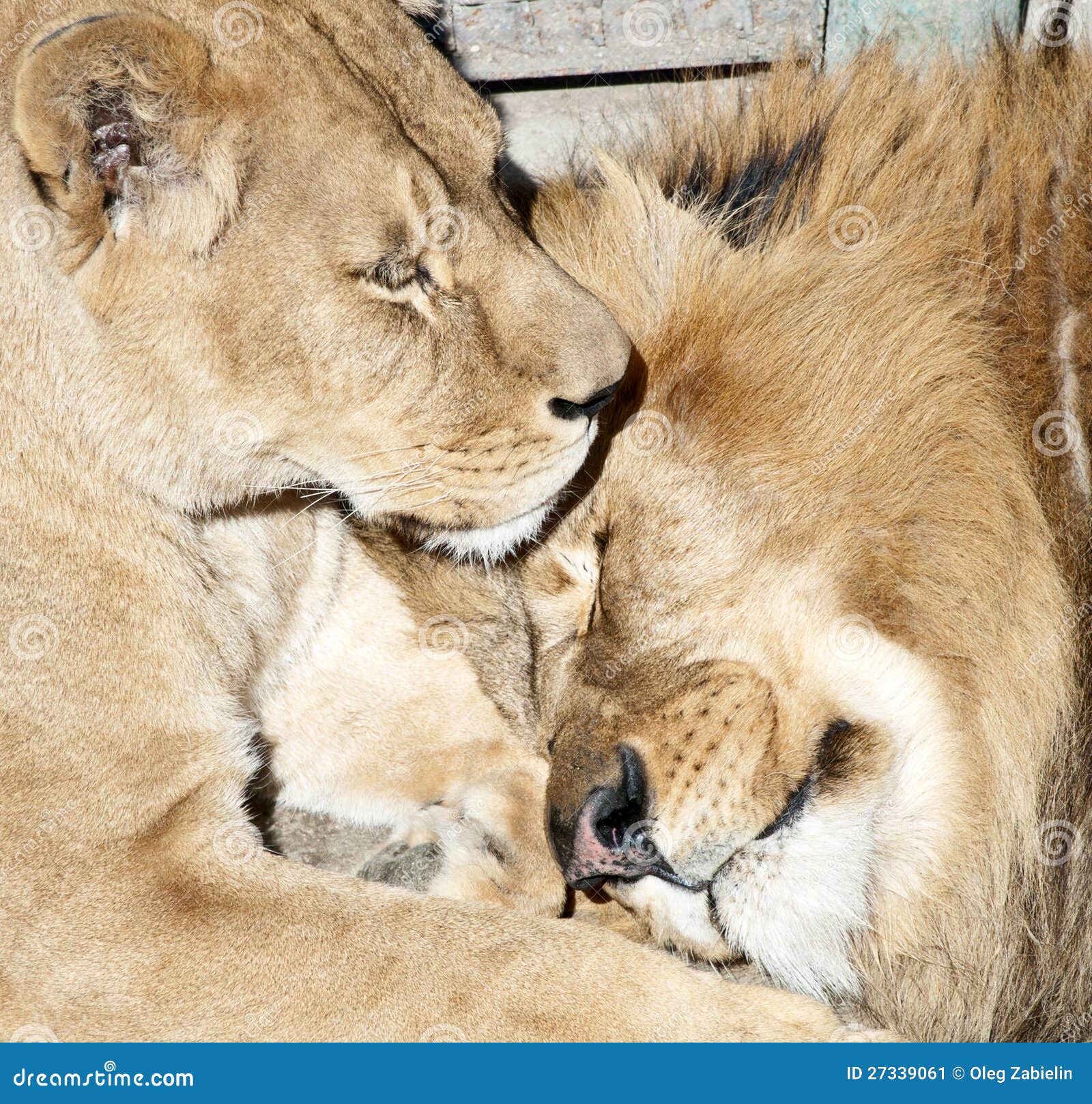 Two lions stock image. Image of wildlife, africa, feline - 27339061