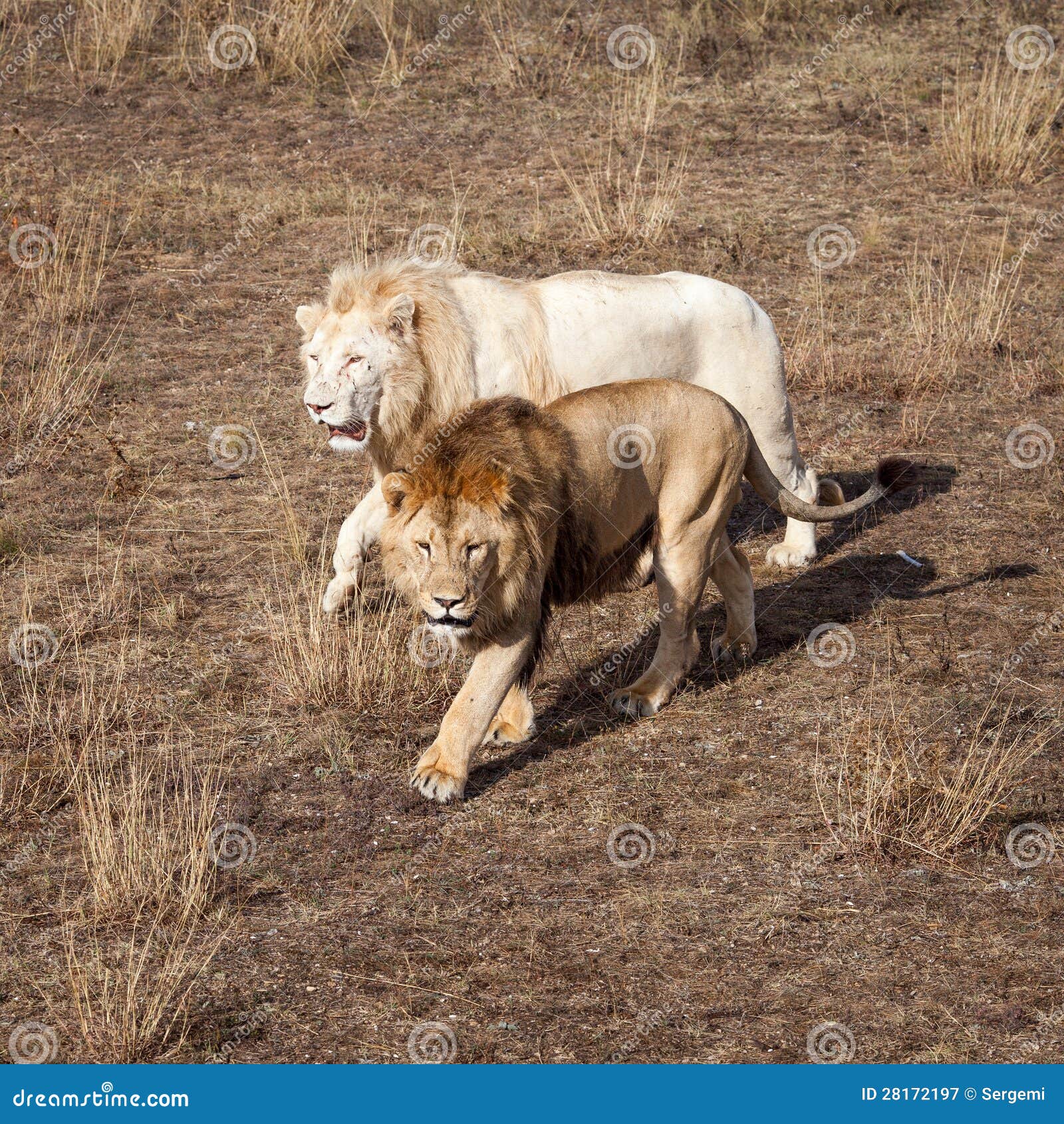 Two lions stock image. Image of mammal, african, lions - 28172197